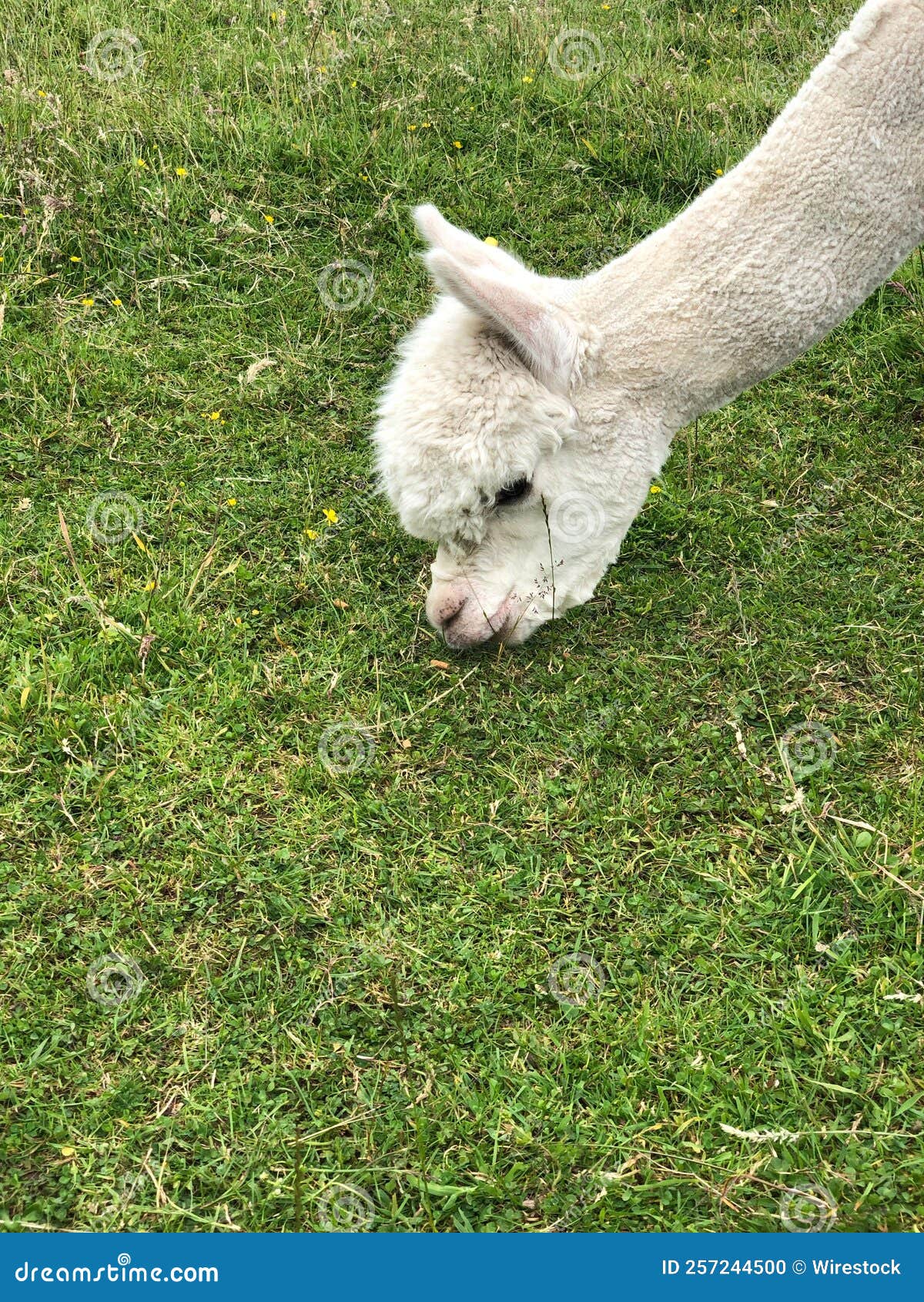 Alpaca comiendo de hierba foto de archivo. Imagen de granja - 257244500