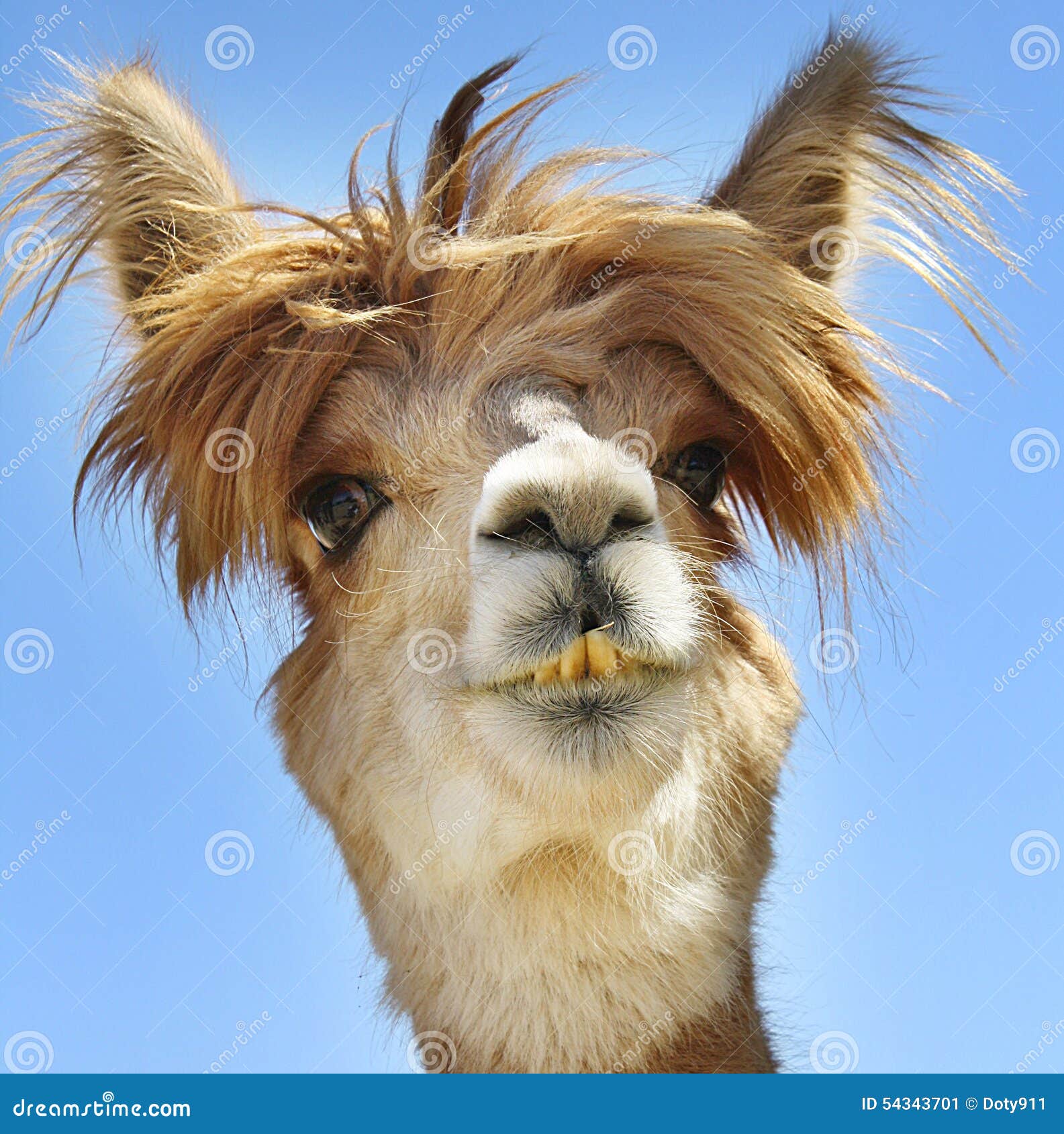 Alpaca Con El Pelo Divertido Imagen de archivo - Imagen de miradas ...