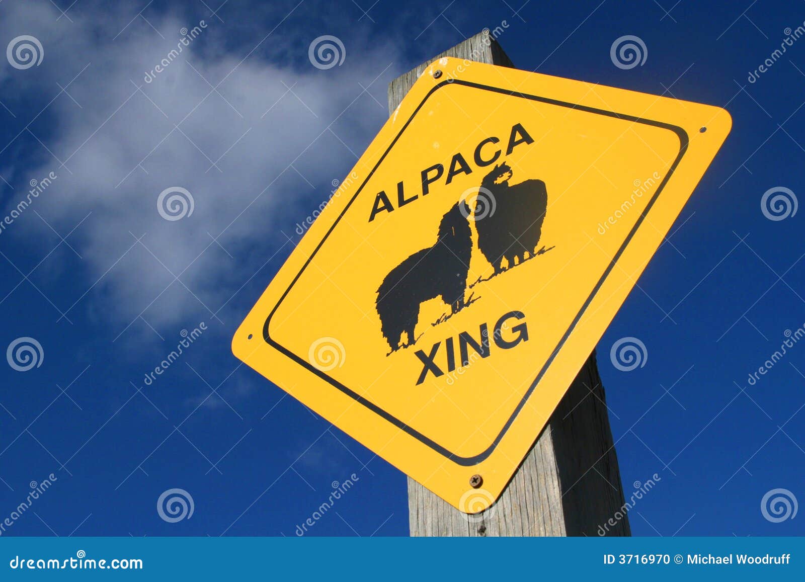 Alpaca Crossing stock photo. Image of xing, bull, crossing - 3716970