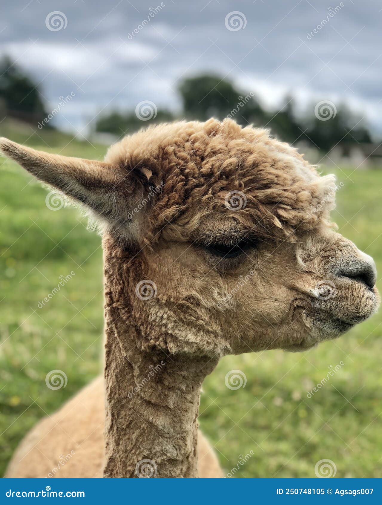 Alpaca day stock image. Image of farm, nature, irish - 250748105