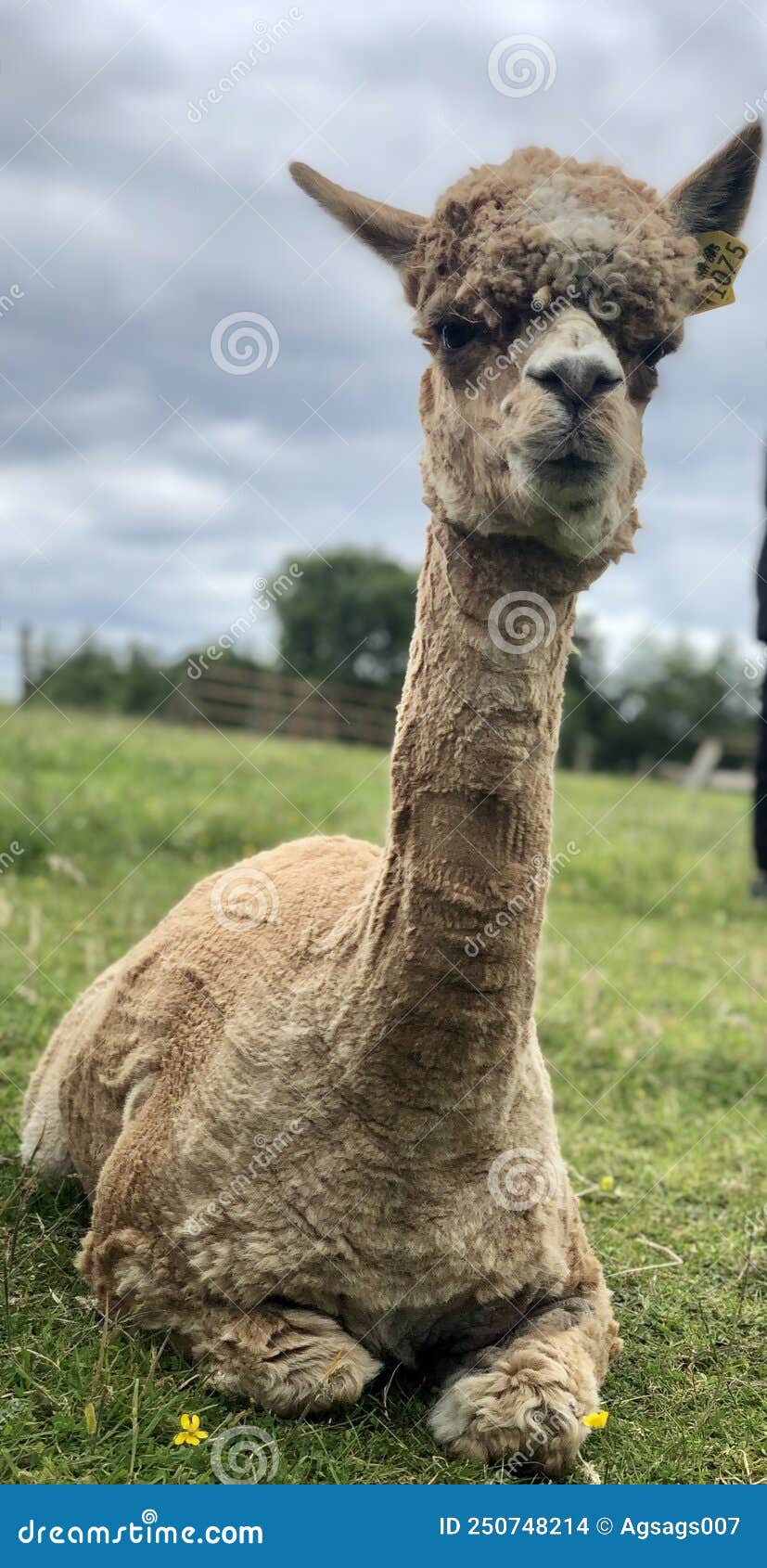 Alpaca day stock photo. Image of farm, alpaca, irish - 250748214