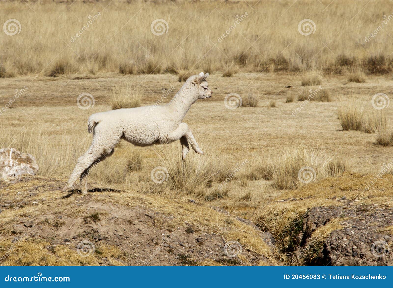 Alpaca del bebé imagen de archivo. Imagen de hilo, capa - 20466083