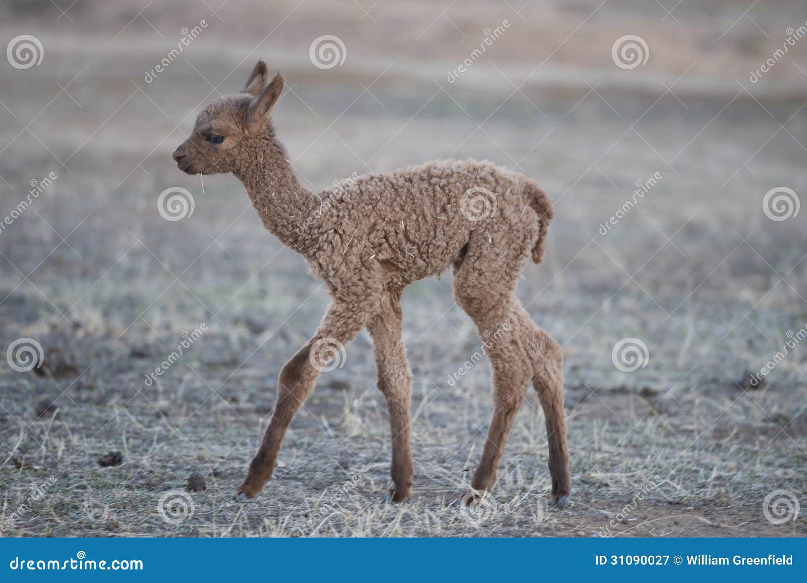 Alpaca del bebé imagen de archivo. Imagen de caminar - 31090027