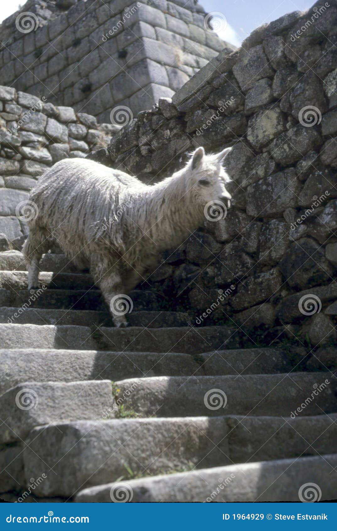 Alpaca Descending Inca Stairway Stock Image - Image of llama, stonework ...