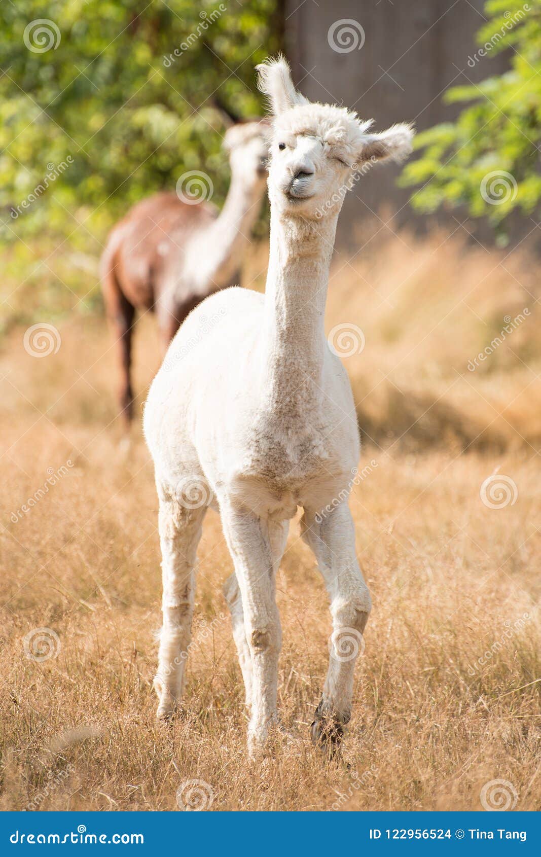 ALPACA EN HIERBA foto de archivo. Imagen de hierba, lindo - 122956524