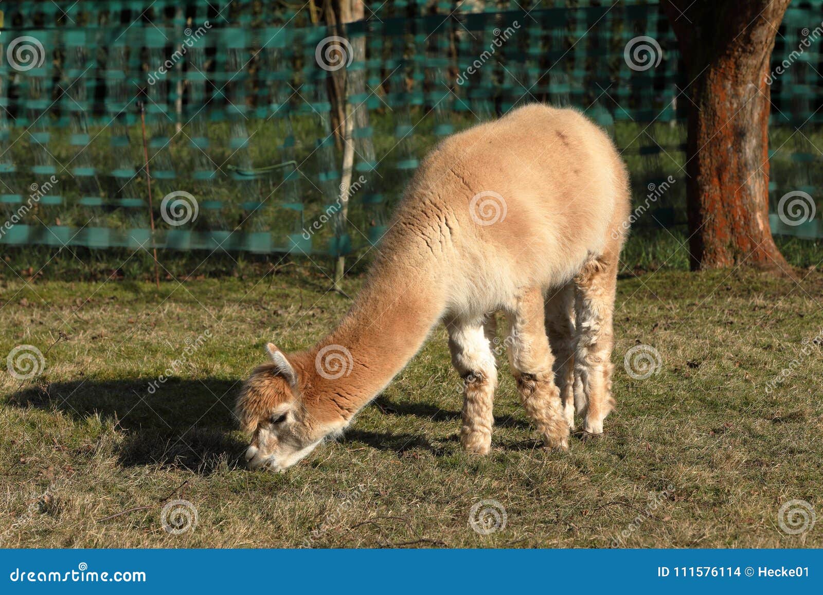 Alpaca en un pasto foto de archivo. Imagen de animal - 111576114