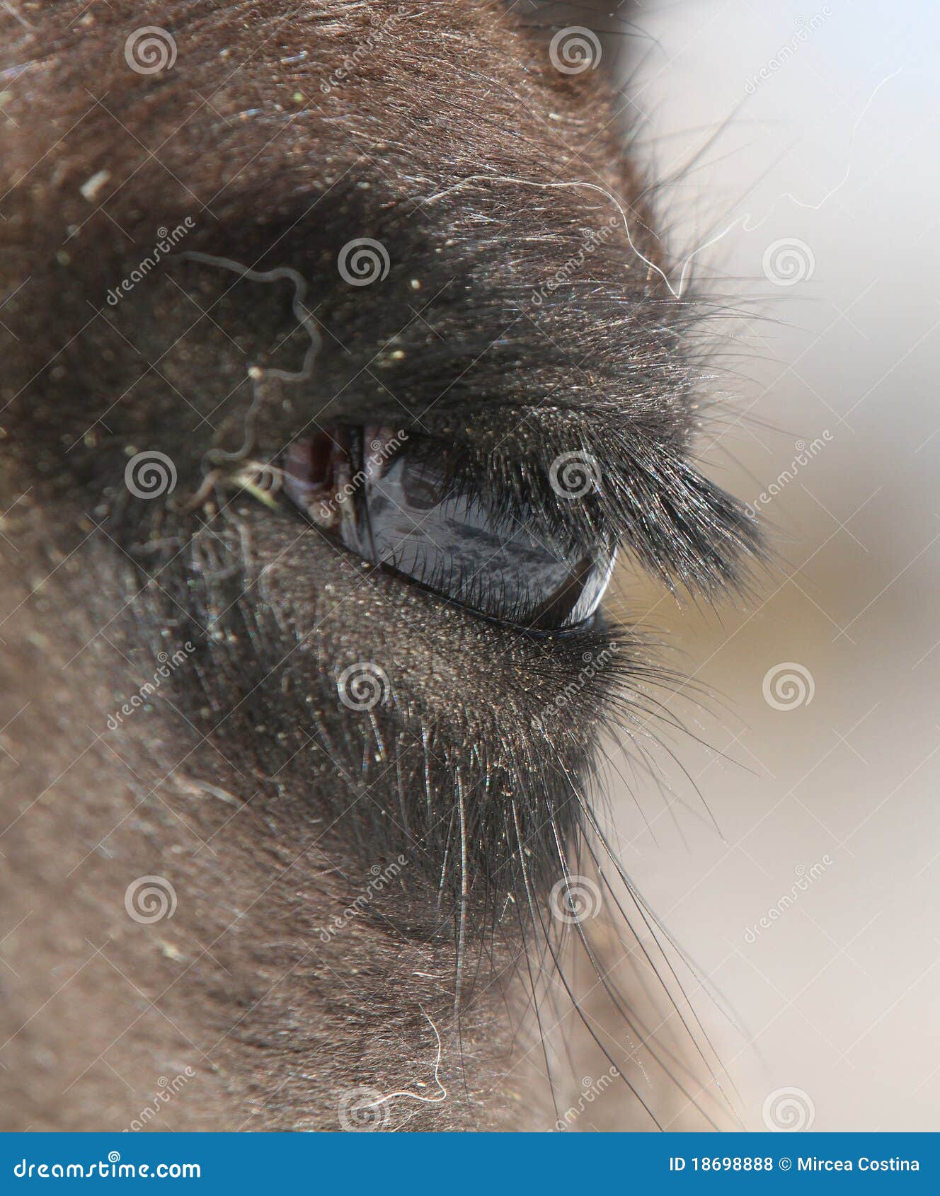 Alpaca eye stock photo. Image of eyes, alpaca, american - 18698888