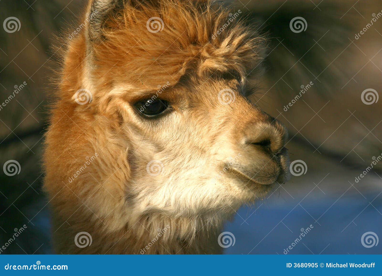 Alpaca Face stock image. Image of mojave, livestock, llama - 3680905