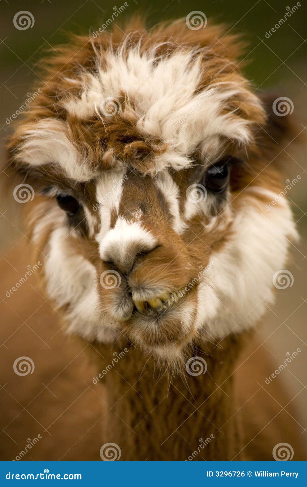 Alpaca Face Calico stock photo. Image of exotic, lama - 3296726