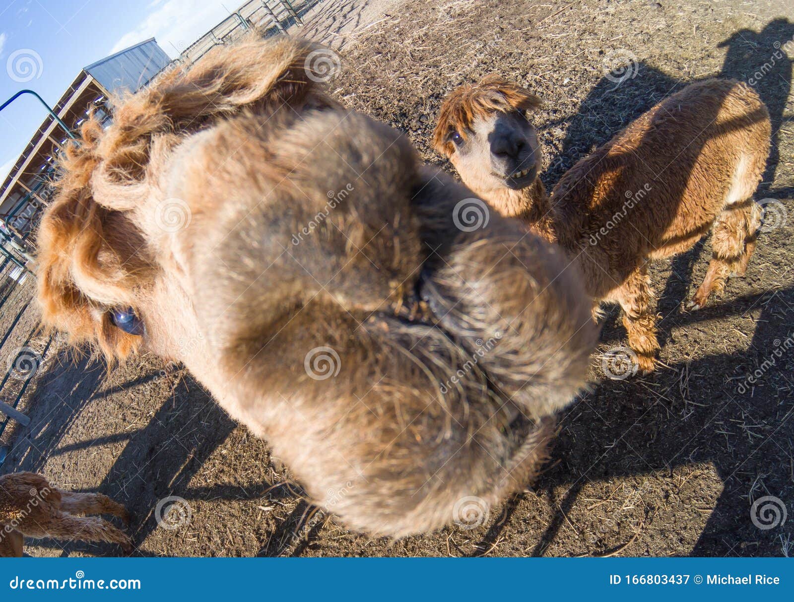 Alpaca face stock image. Image of mammal, face, brown - 166803437