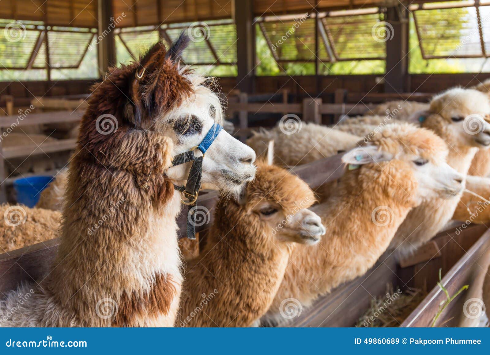 Alpaca in farm stock image. Image of beautiful, loneliness - 49860689