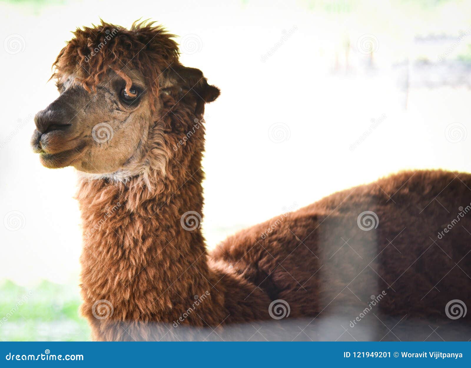Alpaca stock image. Image of grass, nose, nature, outdoors - 121949201