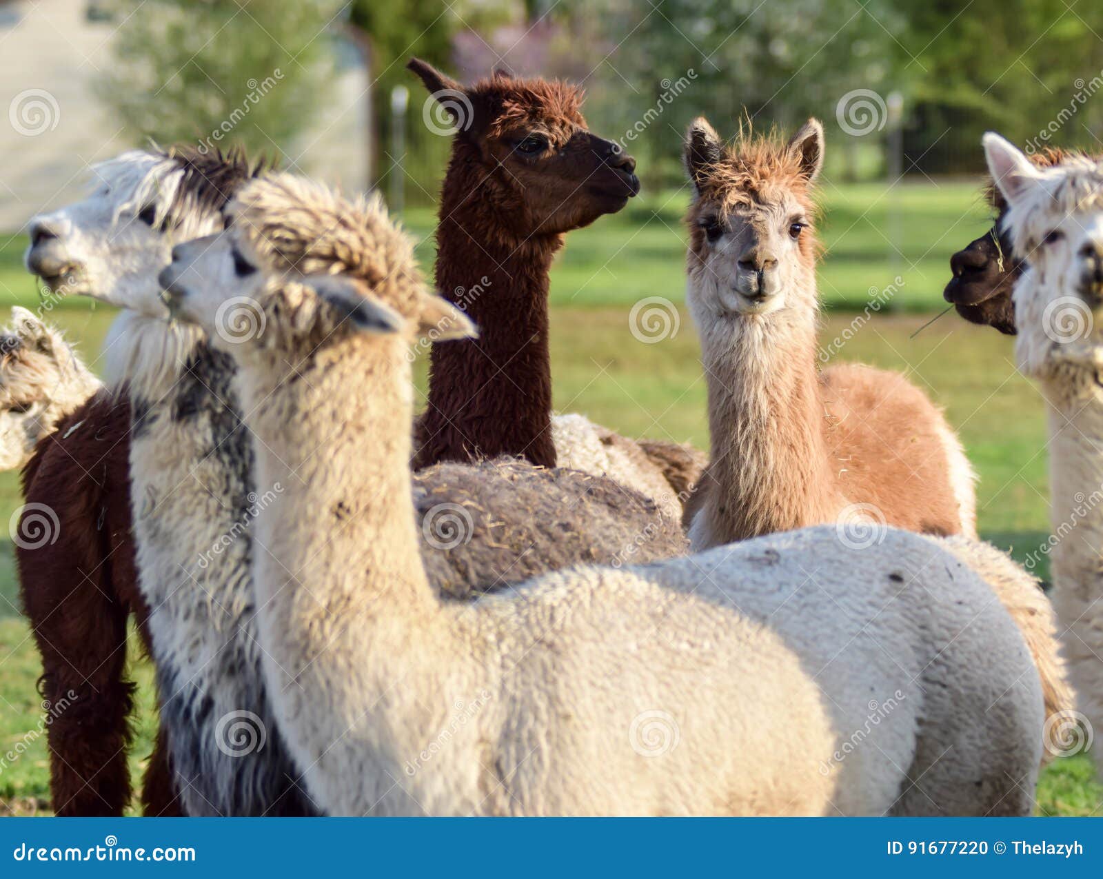 Alpaca Female Fawn Colored with Herd Stock Photo - Image of white ...