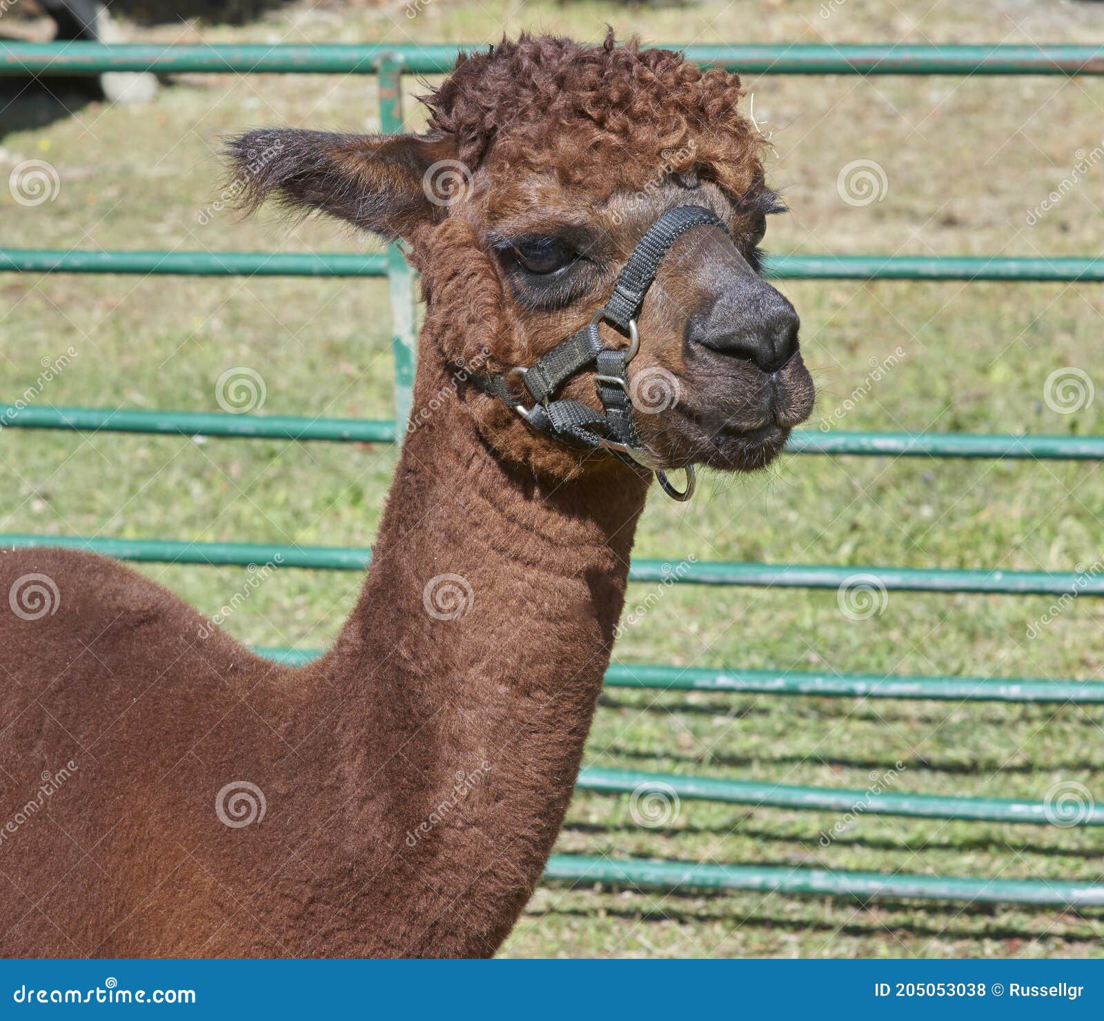 Alpaca pack animal stock photo. Image of mammal, pack - 205053038