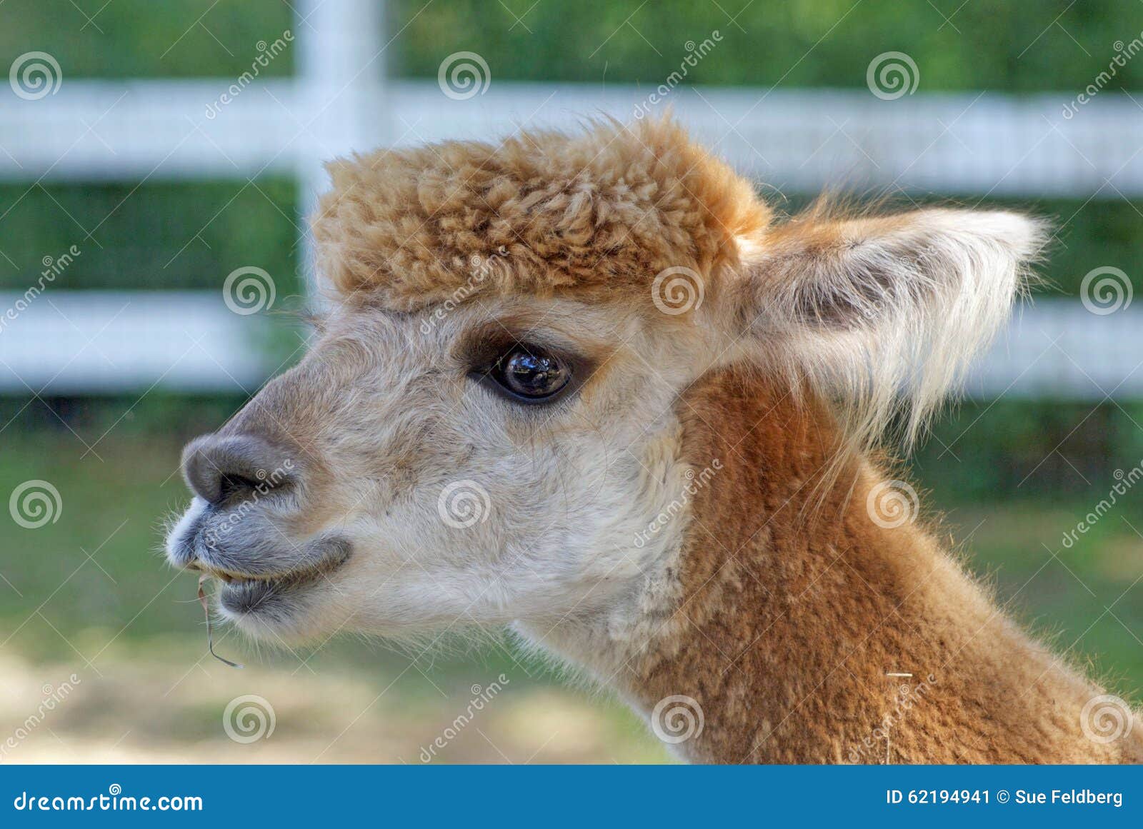 Alpaca in a Field stock image. Image of furry, america - 62194941