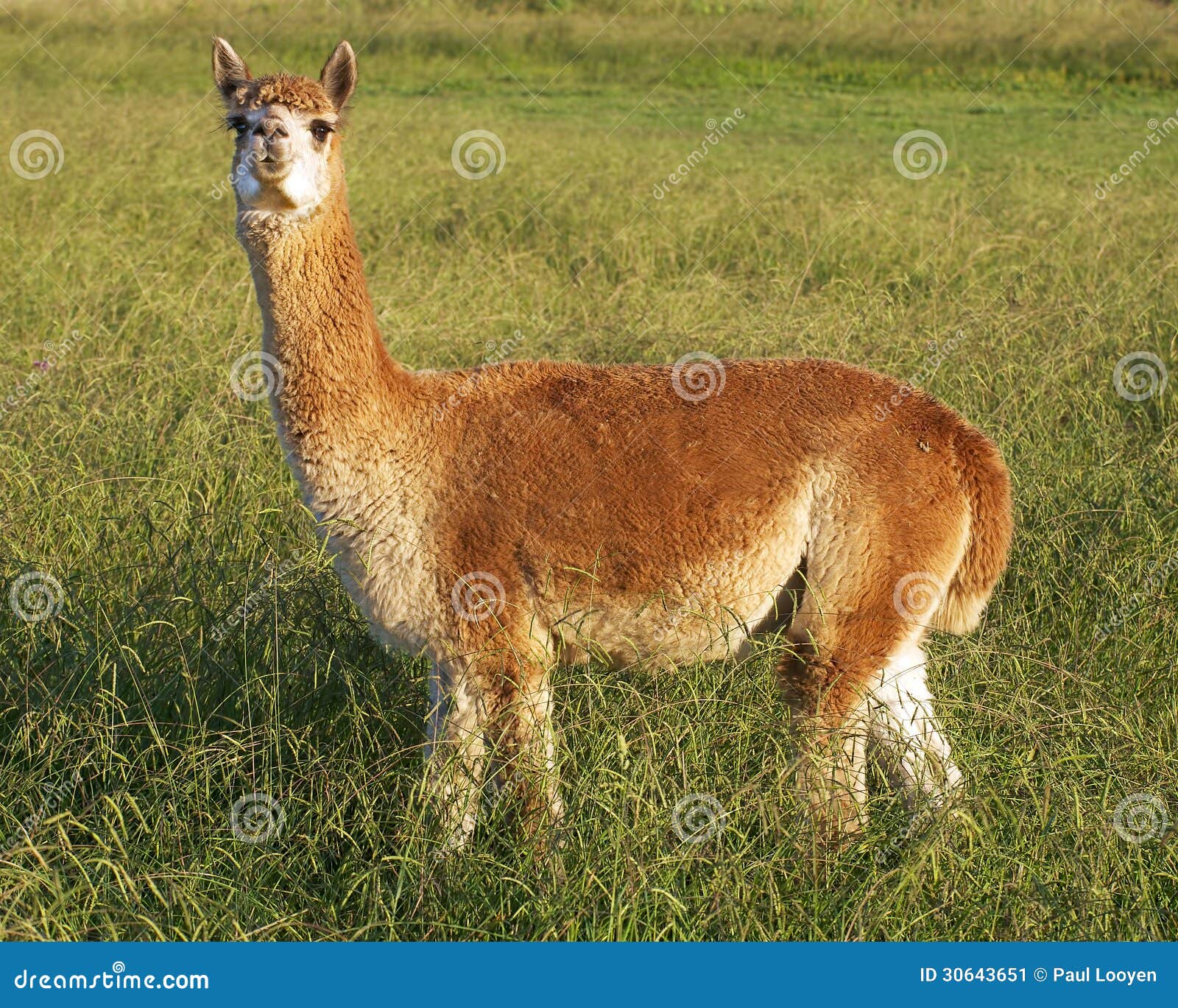 Alpaca in the field stock image. Image of field, head - 30643651