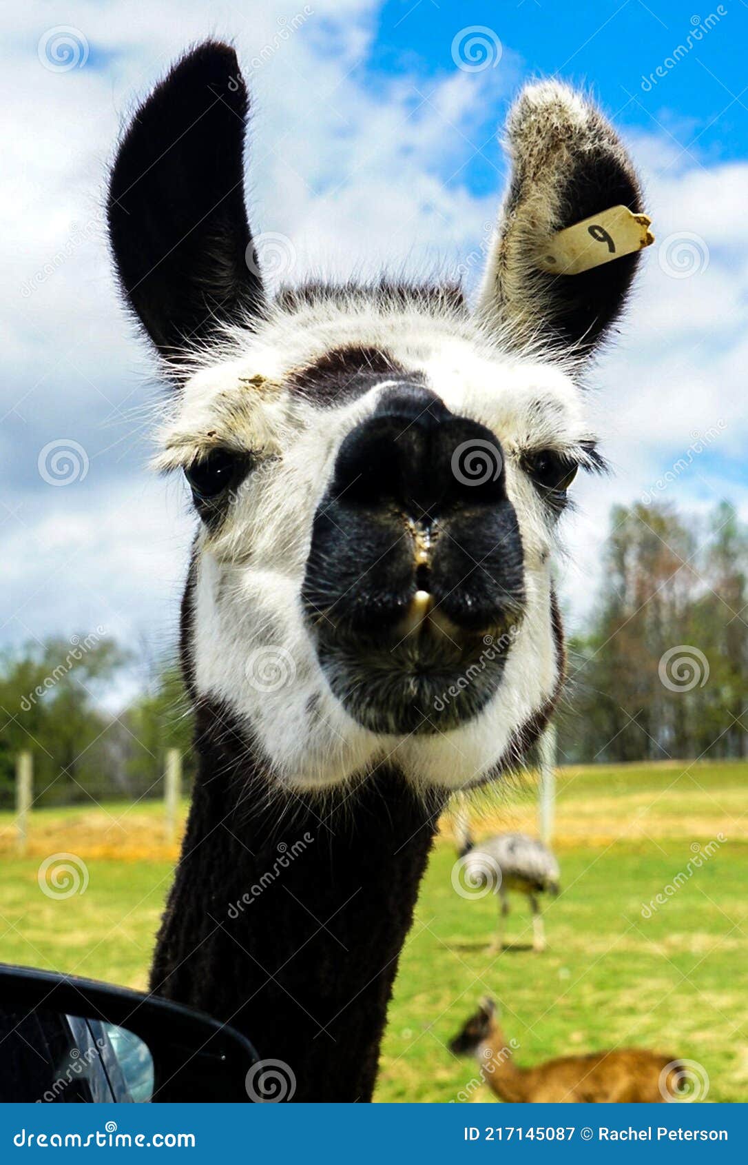 Alpaca in a Field stock image. Image of bovine, pasture - 217145087