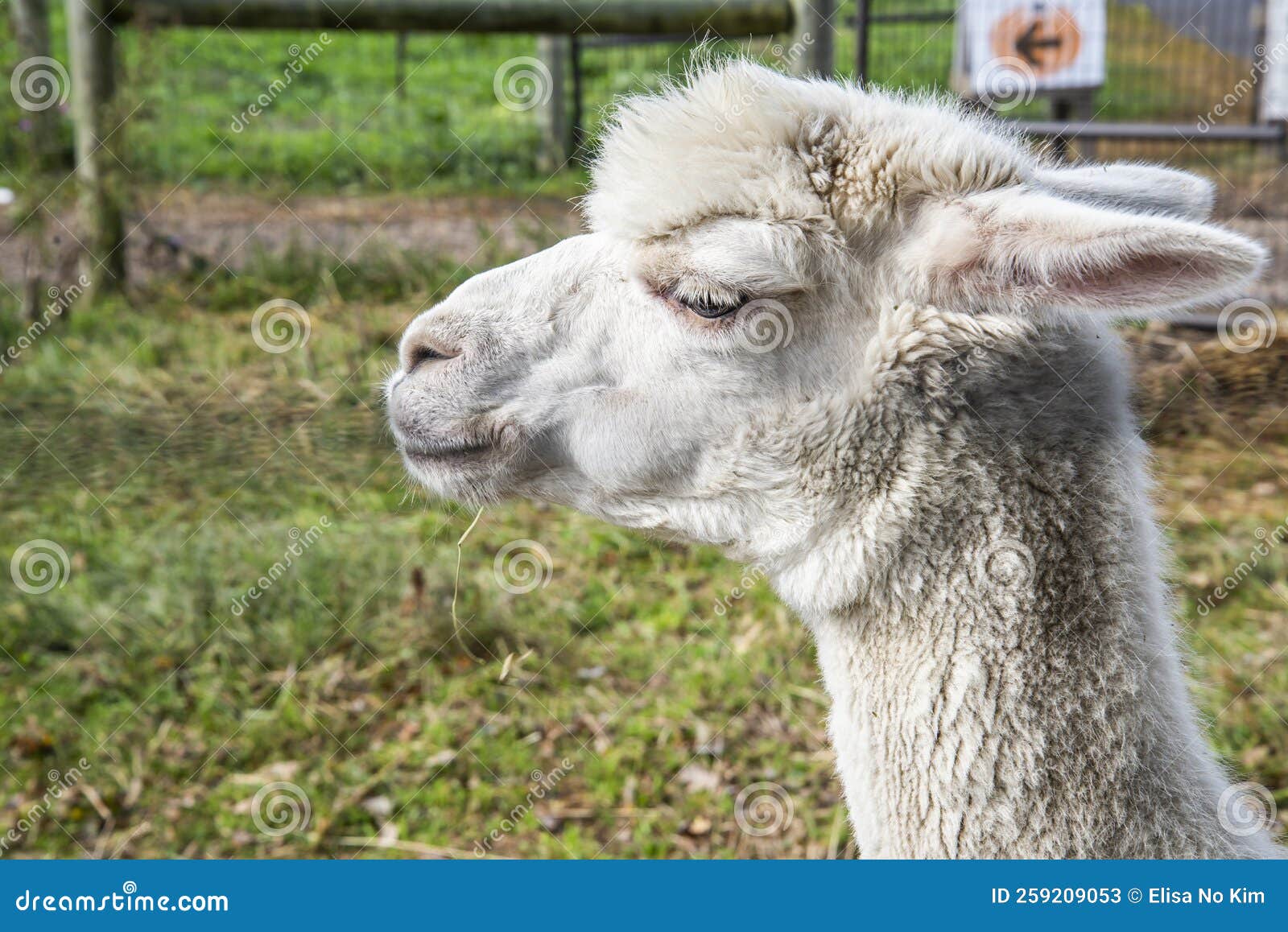 Alpaca in a field stock image. Image of face, head, livestock - 259209053