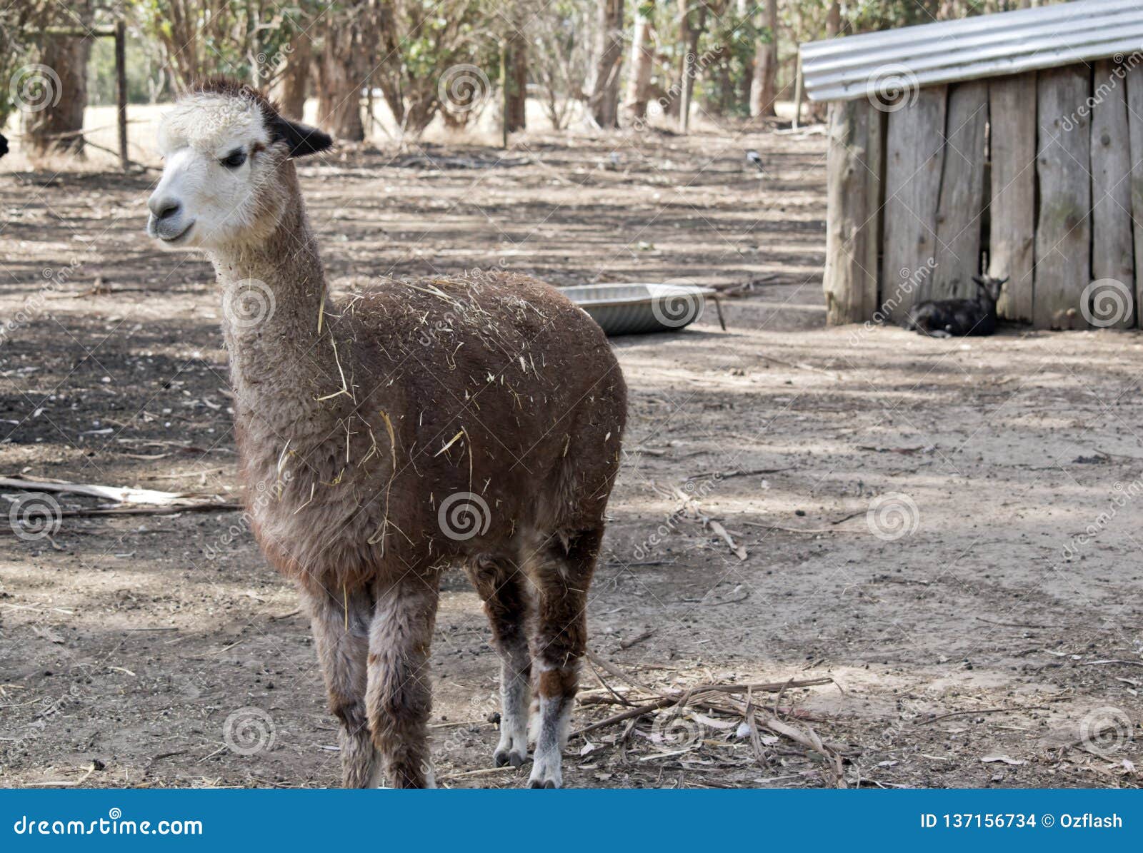 Alpaca in a paddock stock photo. Image of lashes, pasture - 137156734