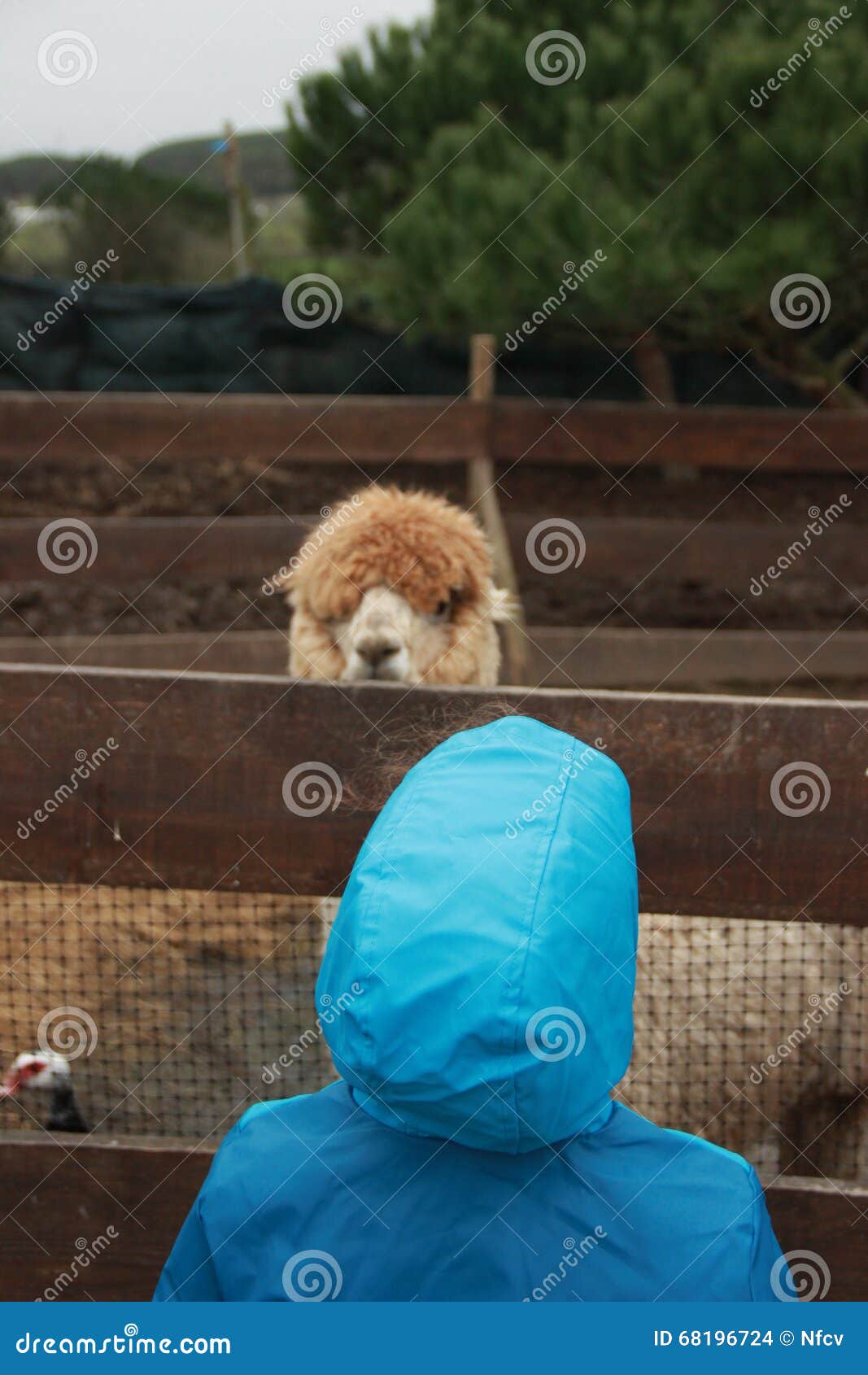 Alpaca stock photo. Image of huacayas, hand, detail, farm - 68196724