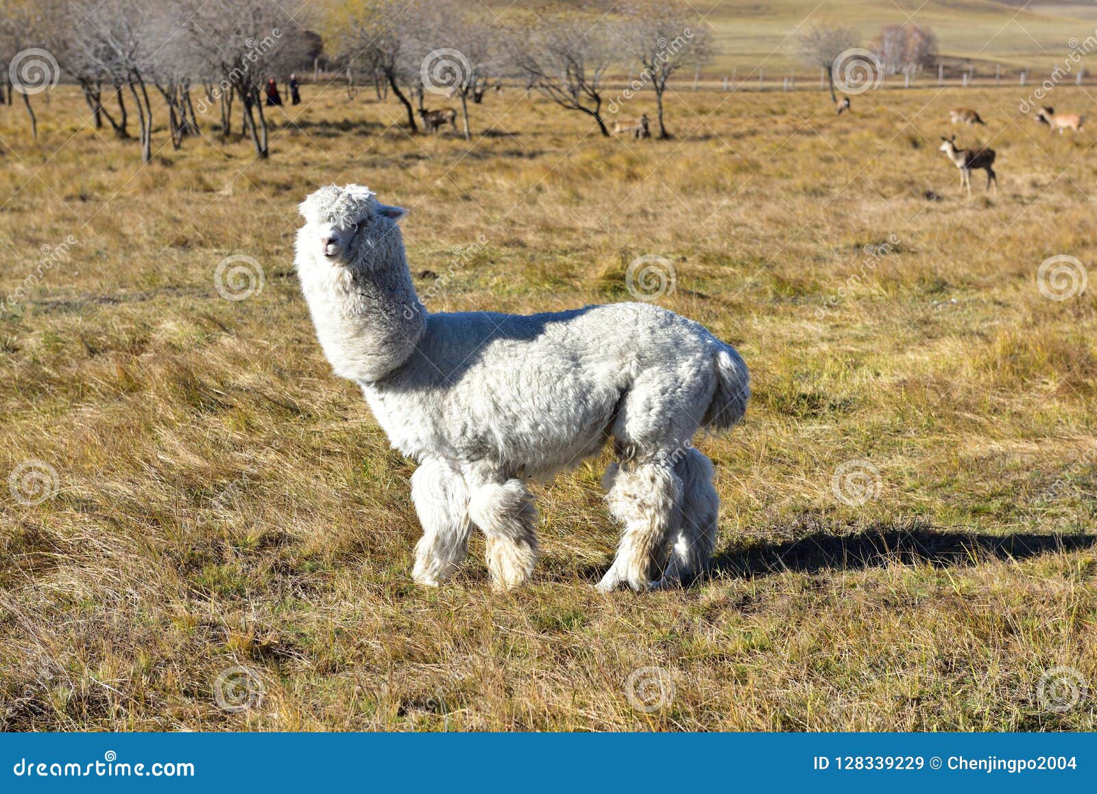 The Alpaca on the Grassland in Autumn Stock Image - Image of autumn ...