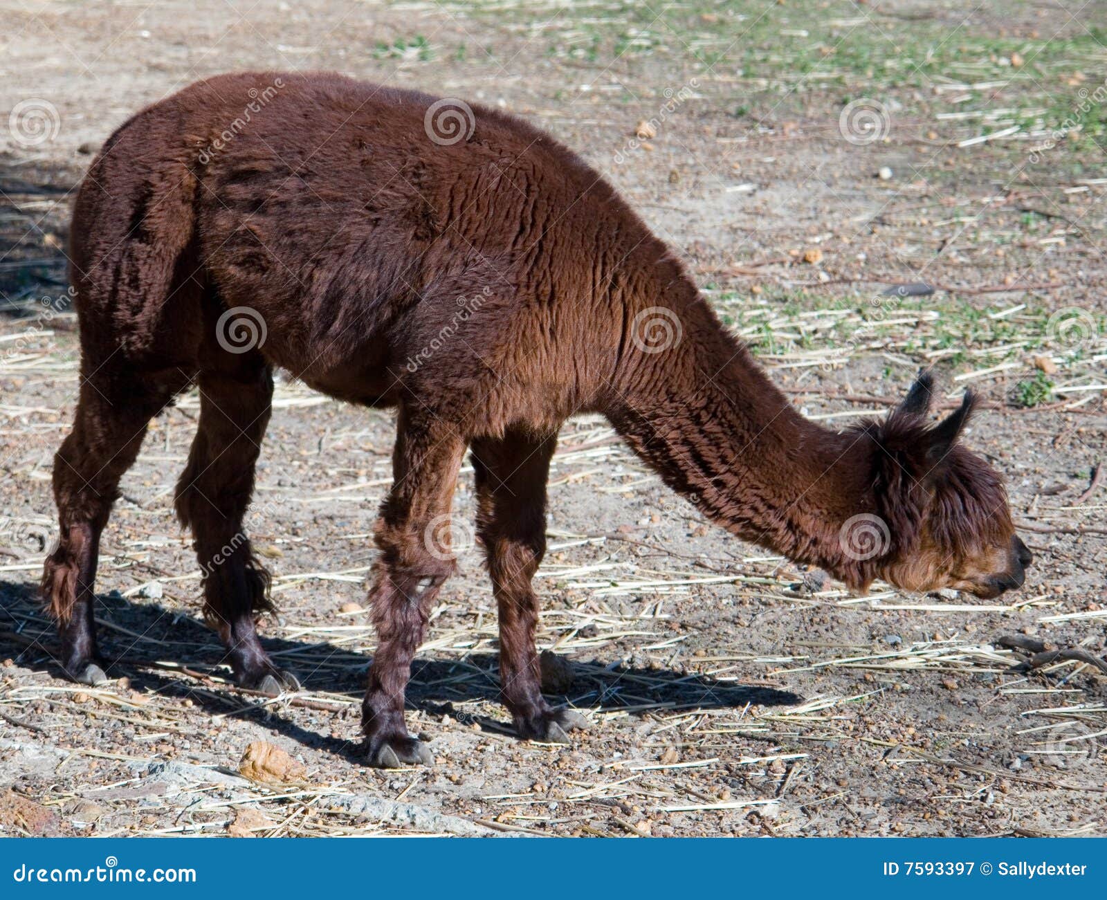 Alpaca grazing stock image. Image of farm, camelid, ranch - 7593397