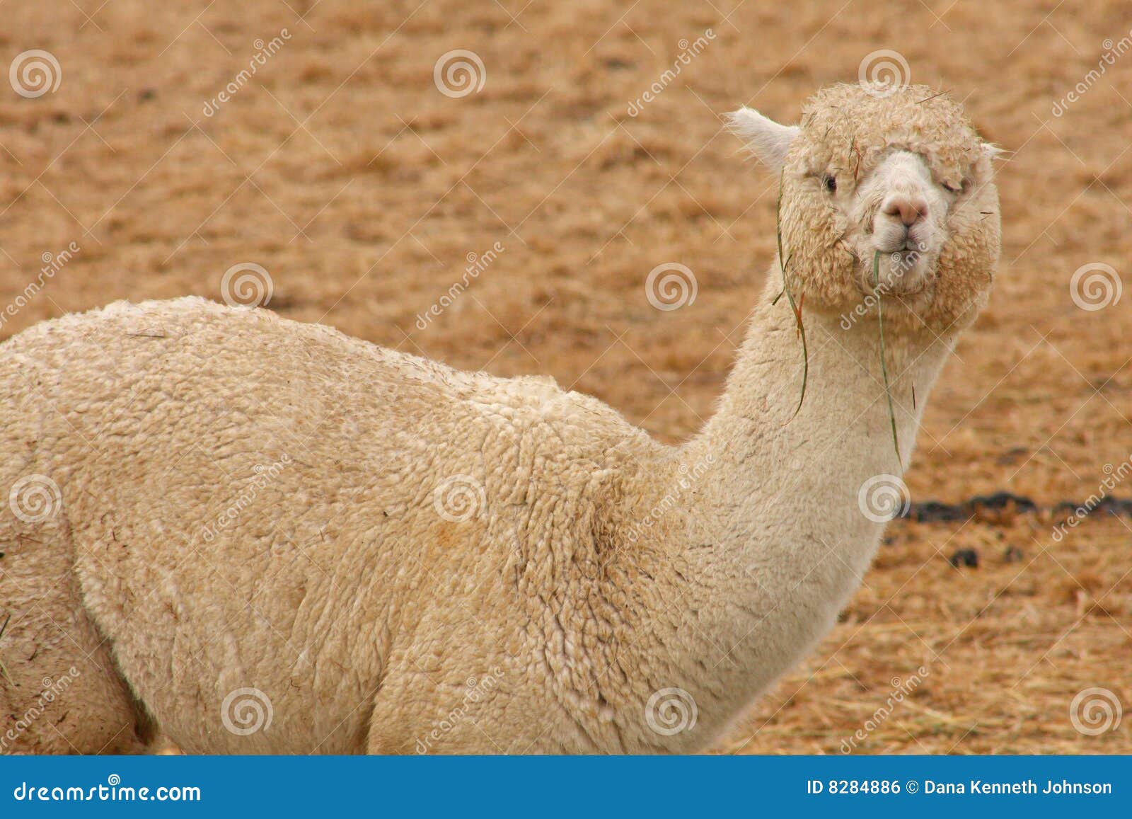 Alpaca grazing stock photo. Image of grazing, cute, ranch - 8284886