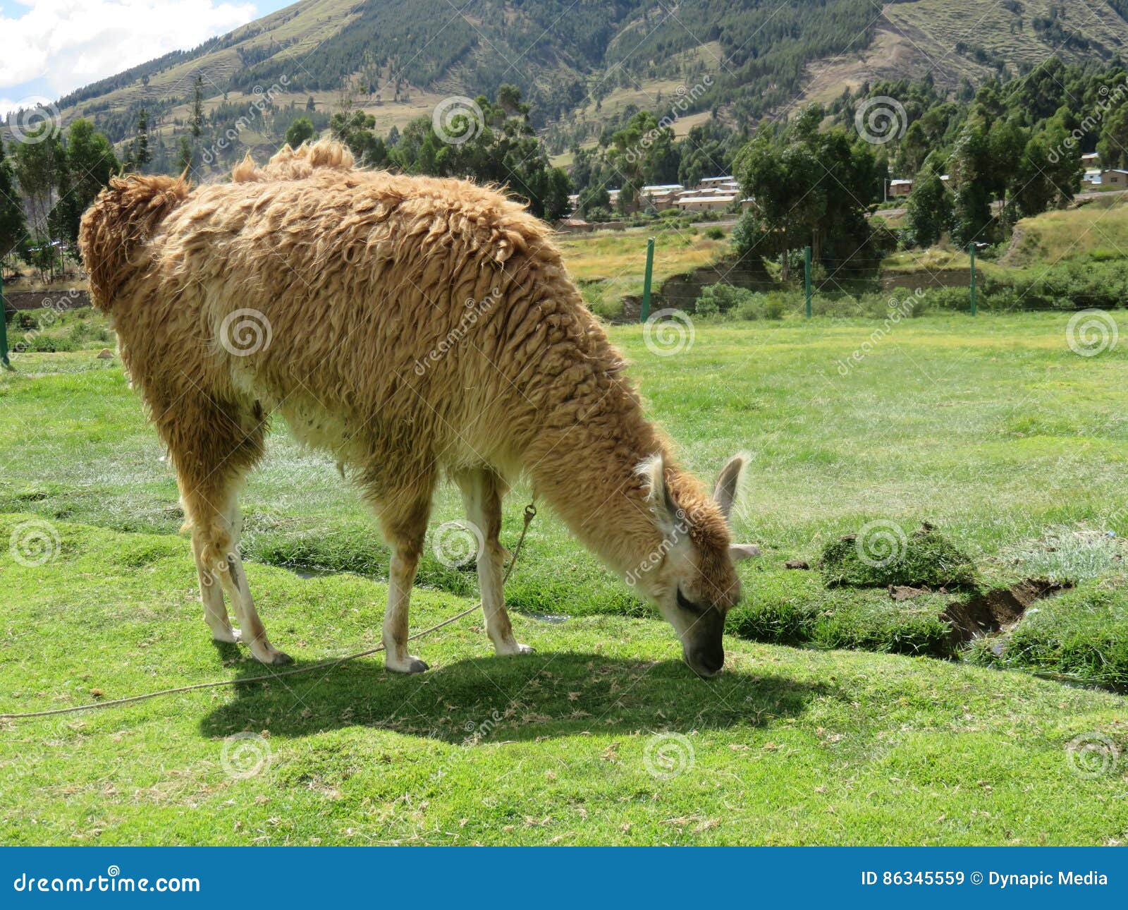 Alpaca Grazing stock image. Image of animal, lama, green - 86345559