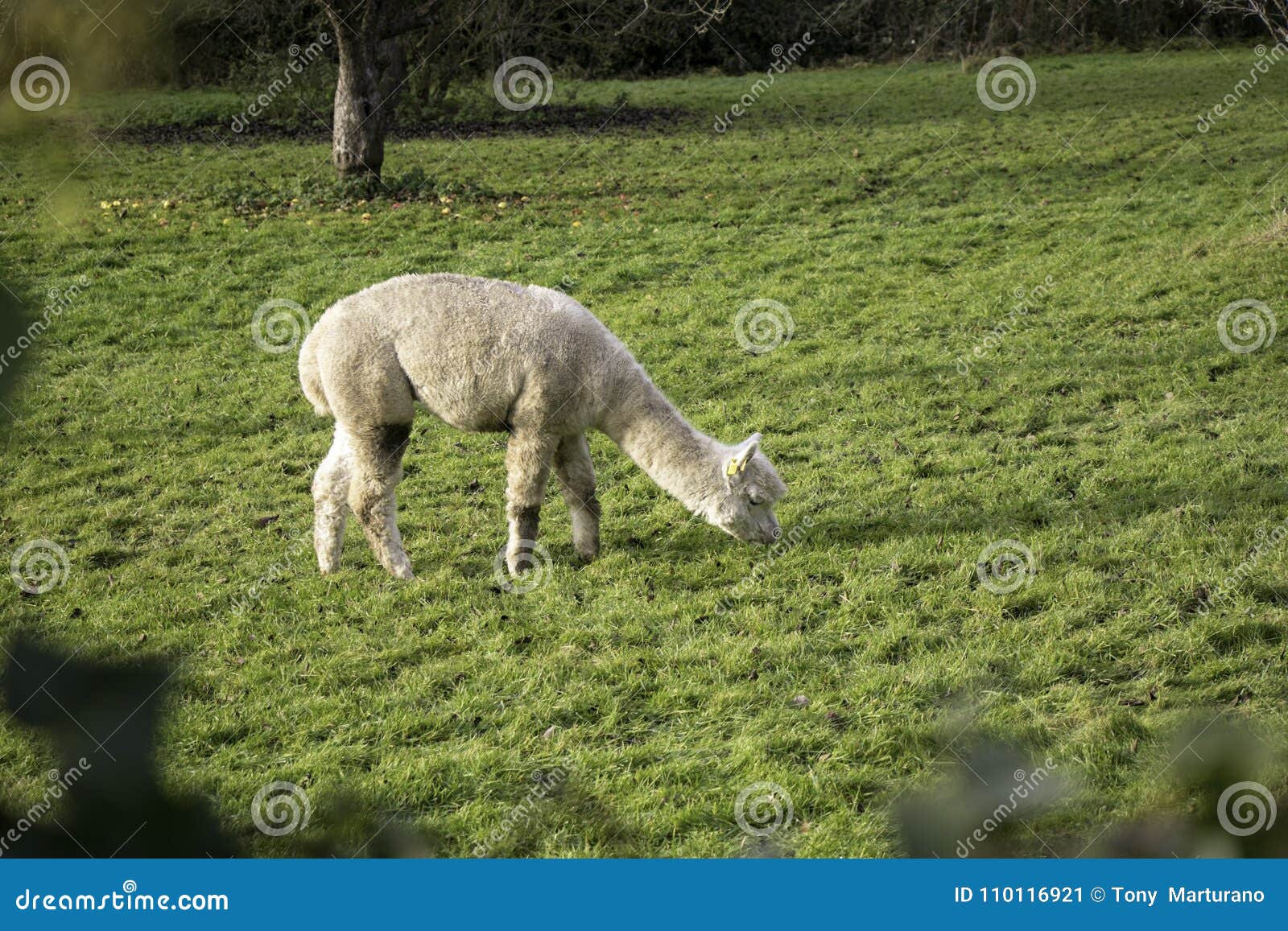 Alpaca Grazing On Grass In Green Field Next To Tree Stock Image Image