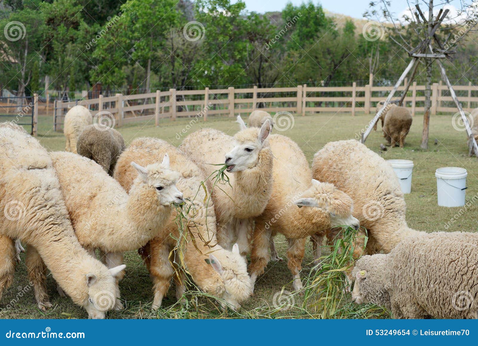 Alpaca stock photo. Image of paddock, summer, mammal - 53249654