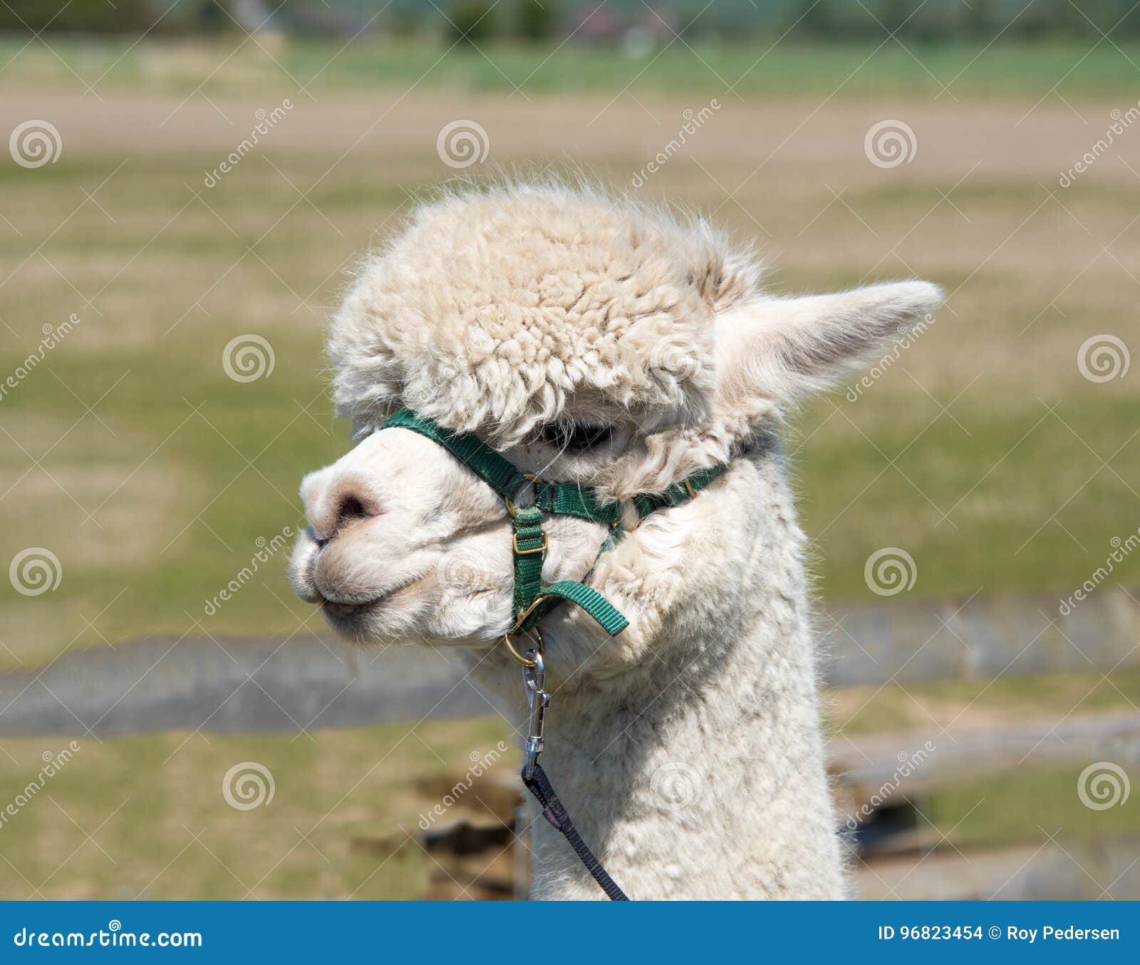 Alpaca with a harness stock photo. Image of farm, farming - 96823454