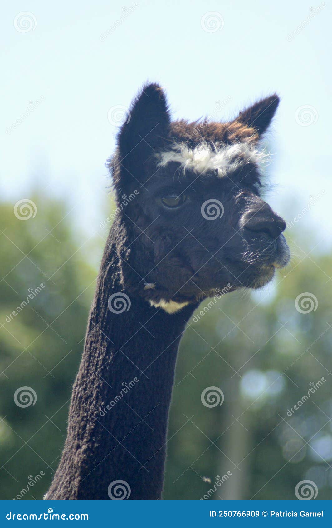 Alpaca head stock image. Image of swanage, alpaca, animal - 250766909