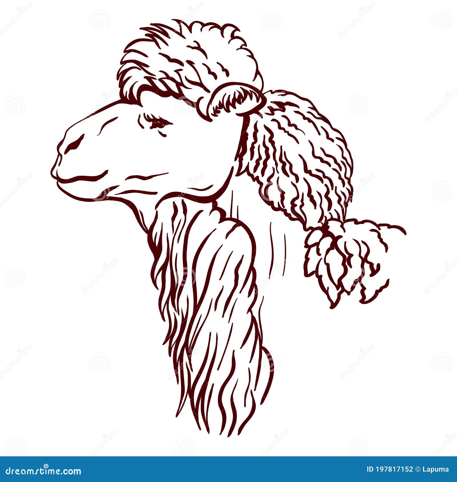 Alpaca Head in Profile. Vector Sketch on White Background Stock Vector ...