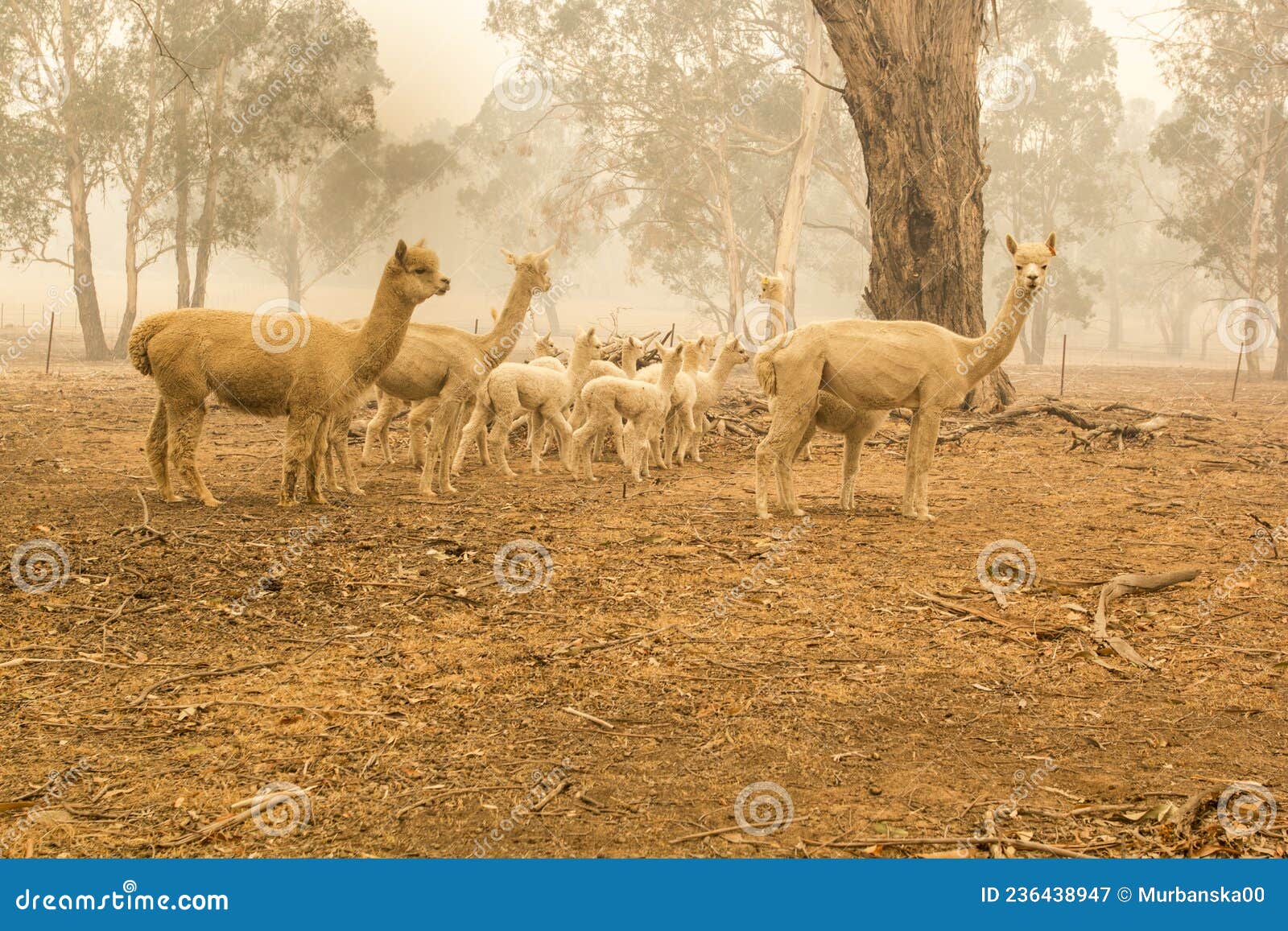 Alpaca Herd on Australian Farm. Drought in Australia Stock Image ...