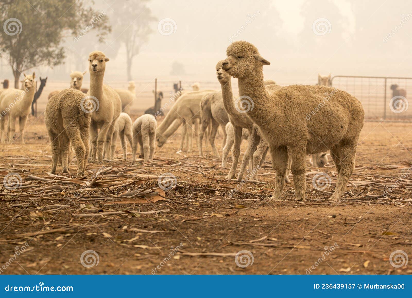Alpaca Herd on Australian Farm. Drought in Australia Stock Image ...
