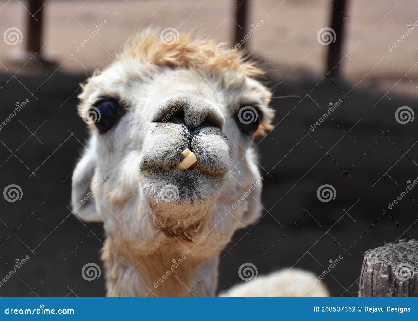 Alpaca with His Teeth Crossed and Sticking Out Stock Photo - Image of ...