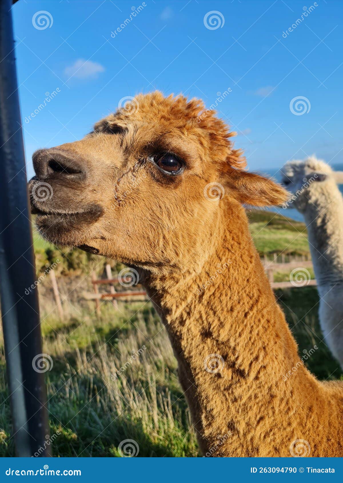 Alpaca on Howth Hill, Dublin Ireland Stock Photo - Image of pasture ...