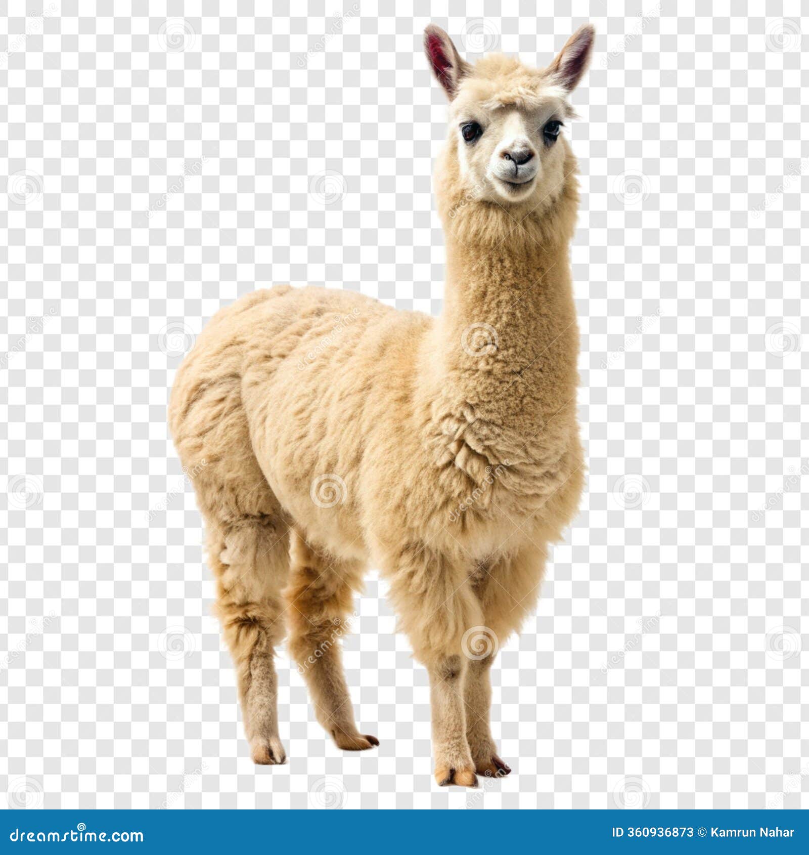 A Transparent Alpaca Made Of Fire And Flames And Smoke Stock Image ...