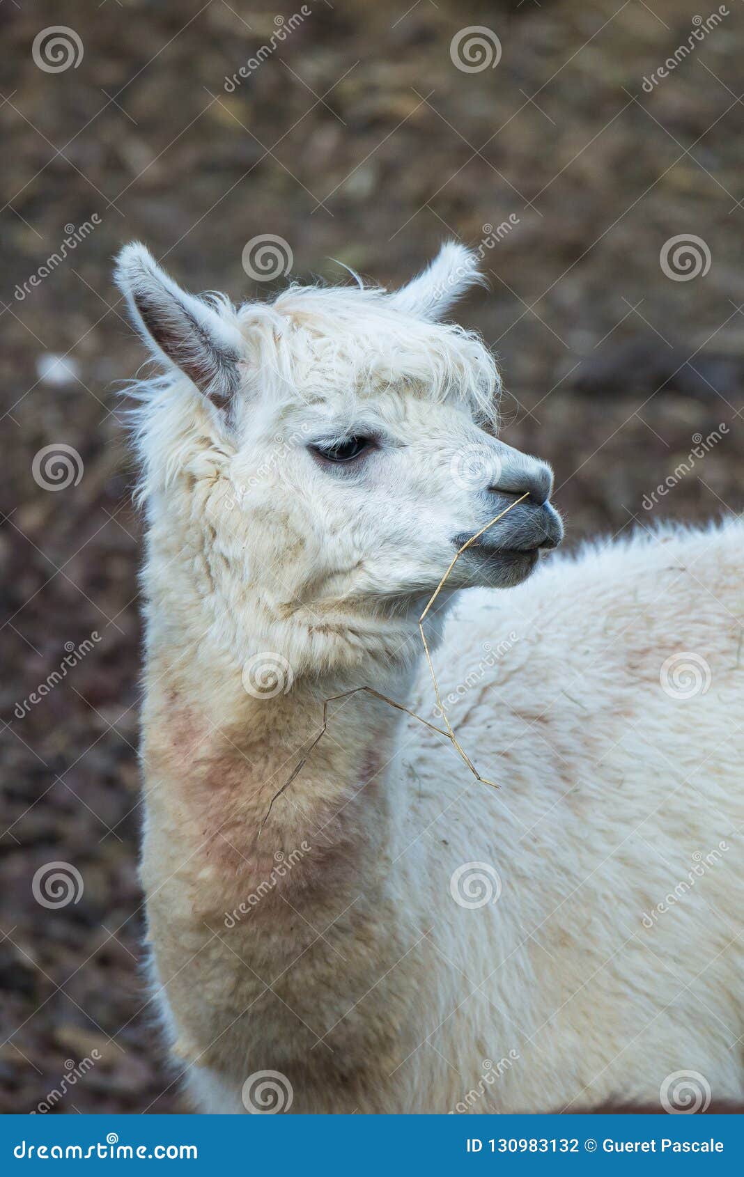 Alpaca, lama stock foto. Image of grappig, bont, beige - 130983132
