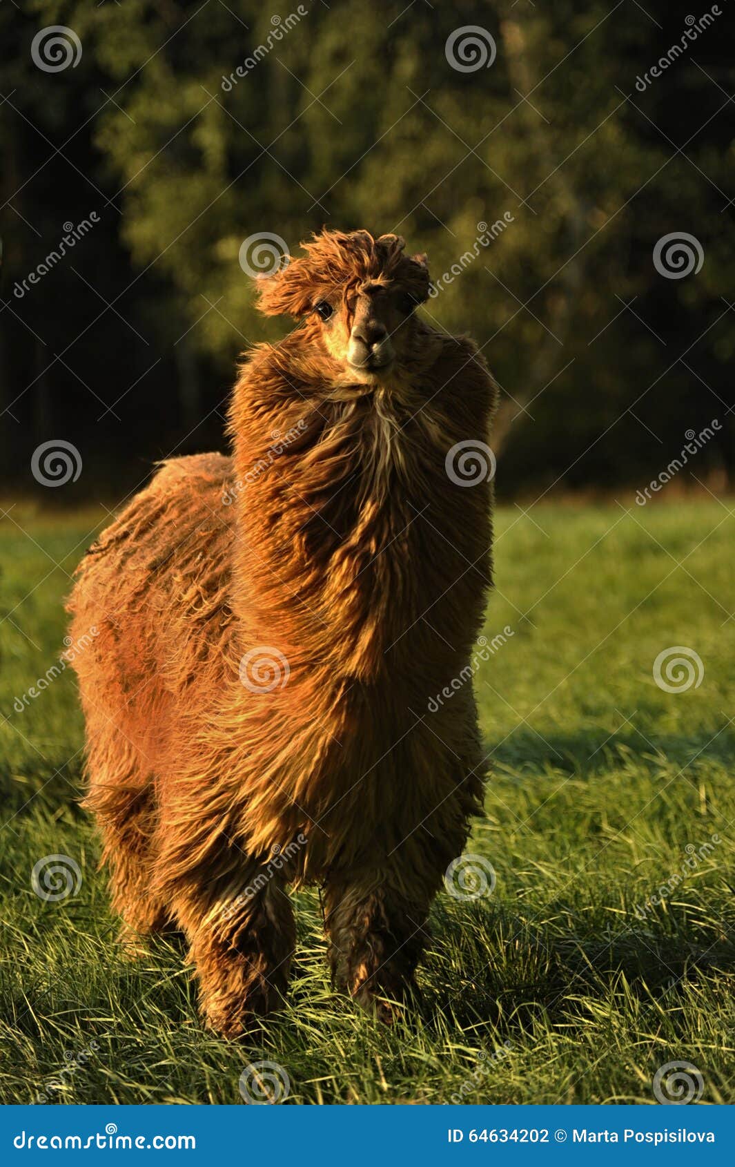 Alpaca stock photo. Image of lovely, peru, huyacana, atmosphere - 64634202