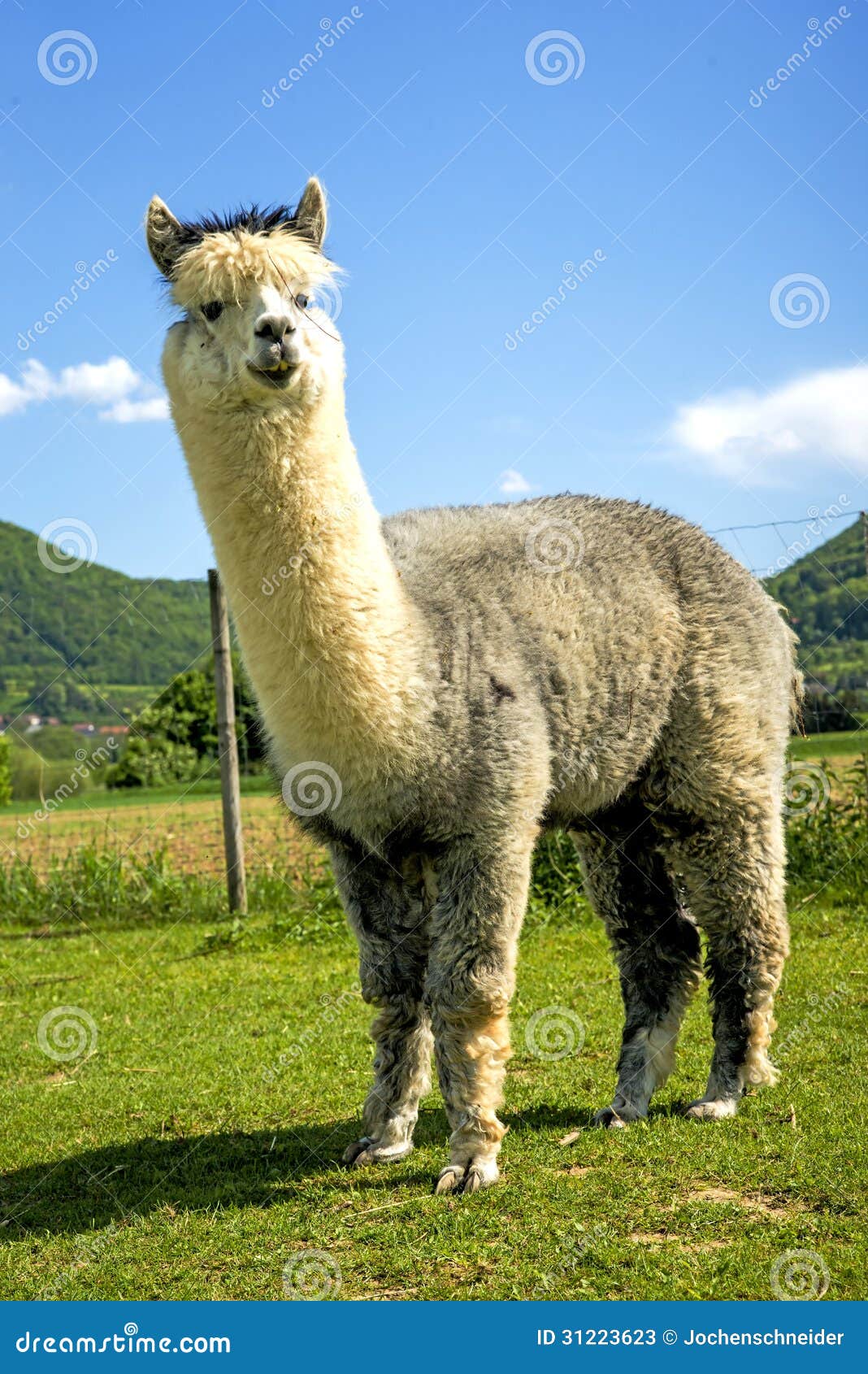 Alpaca looking curious stock image. Image of face, outdoors - 31223623