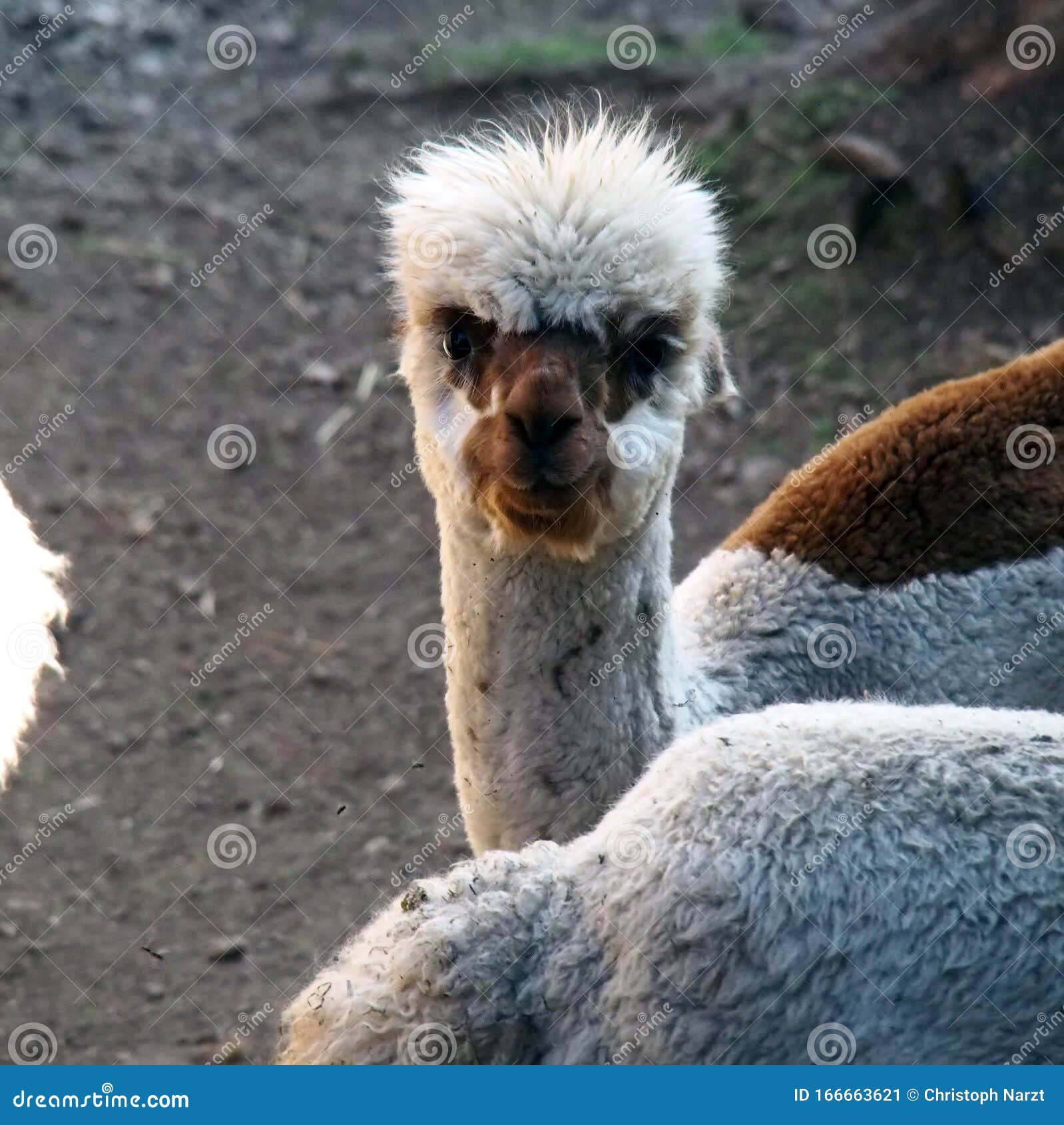 Alpaca Looking at You in Squared Shaped Image. Stock Image - Image of ...