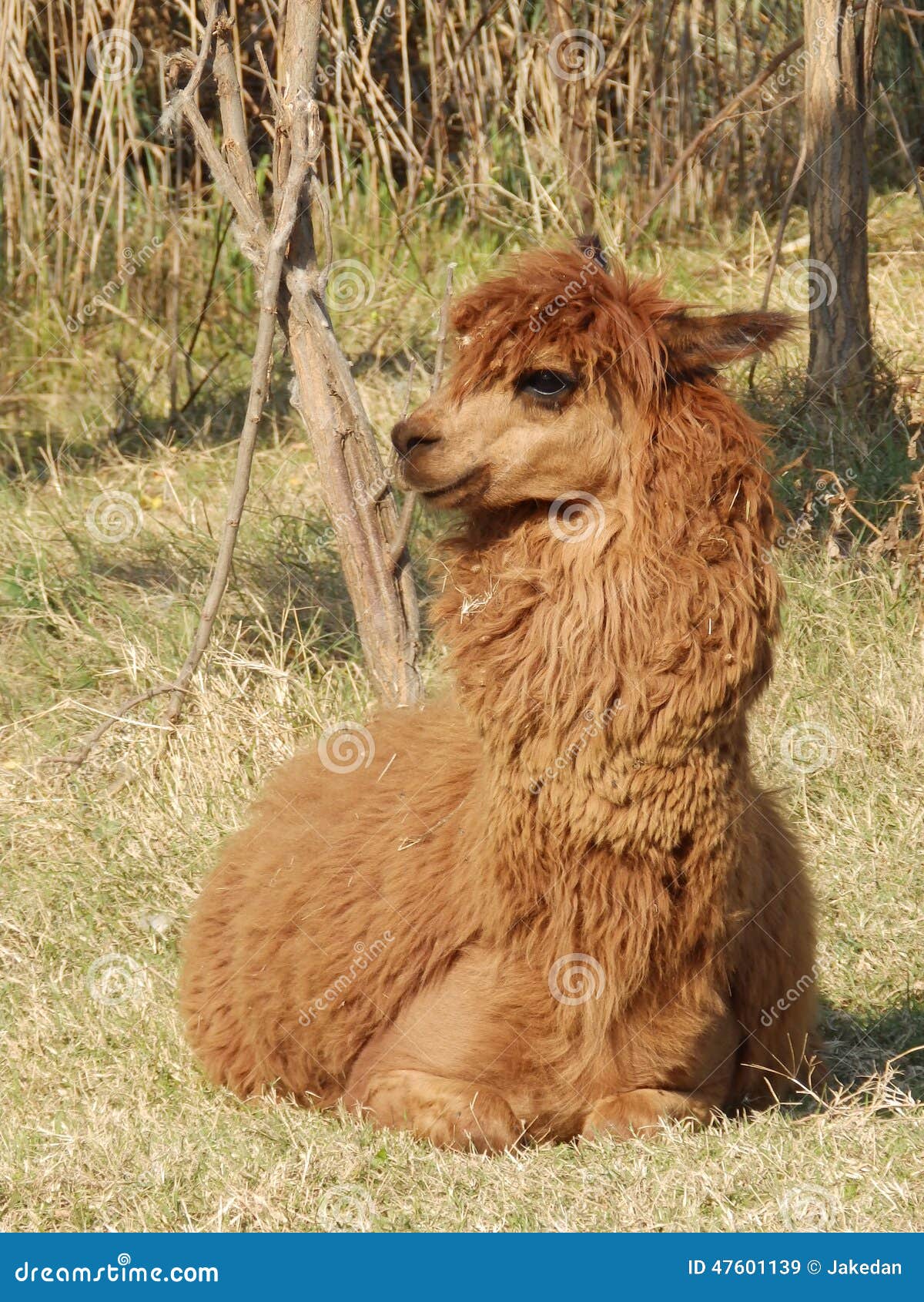 Alpaca male stock image. Image of resting, farm, domestic - 47601139