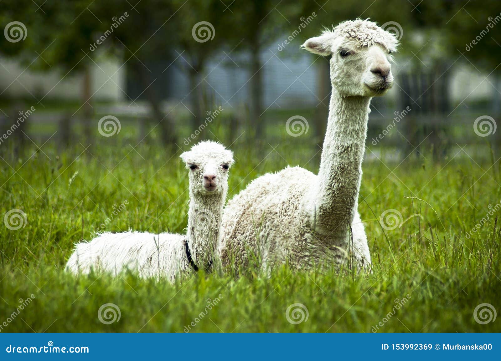 Alpaca mother and baby stock image. Image of mammal - 153992369