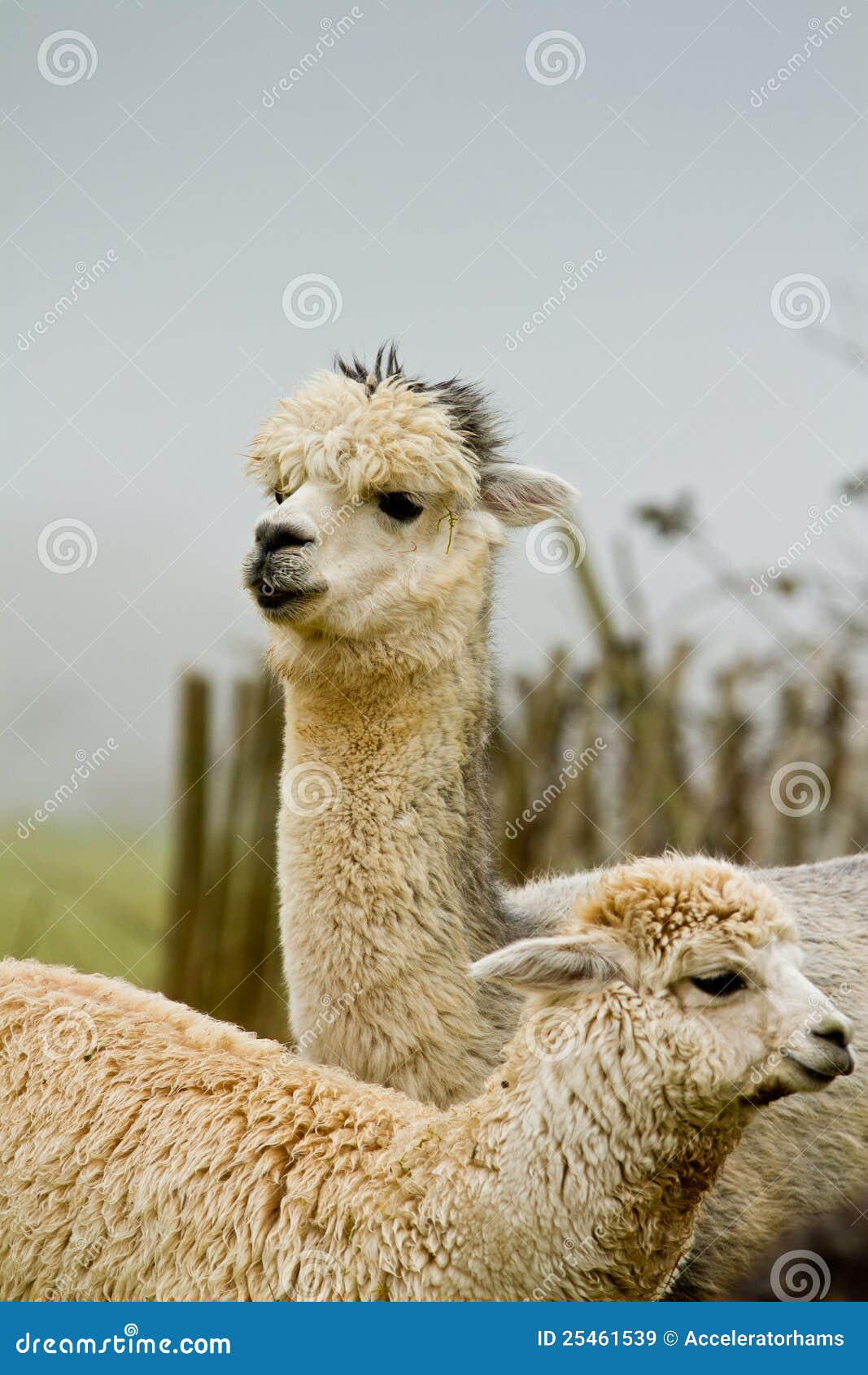 Alpaca mother and baby stock image. Image of graze, green - 25461539