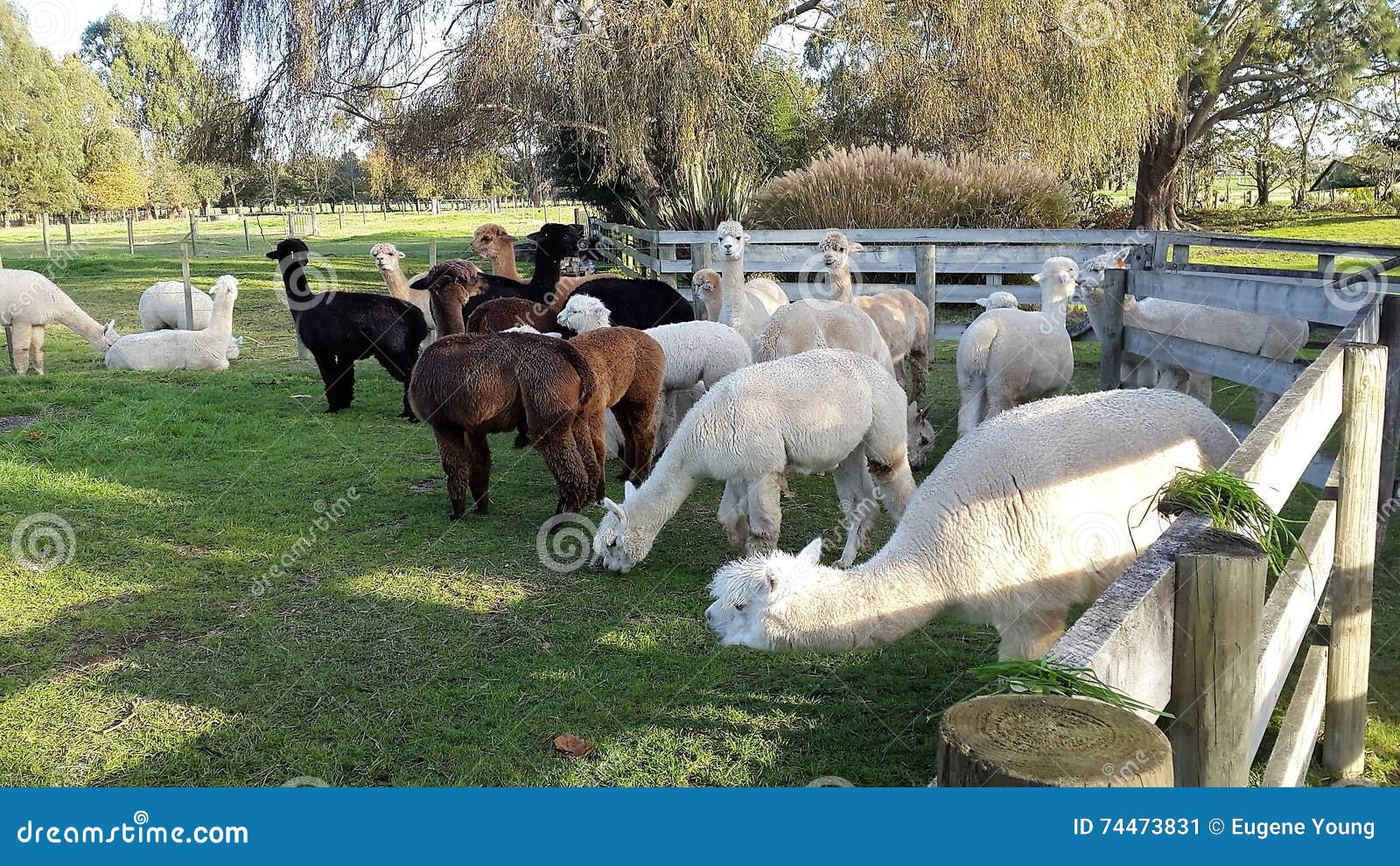 Alpaca, New Zealand stock image. Image of alpaca, fence - 74473831