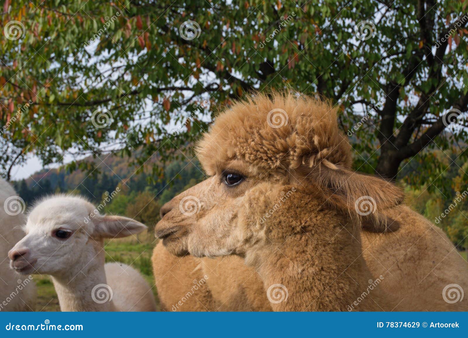 Alpaca stock image. Image of healthy, lifeform, beautiful - 78374629