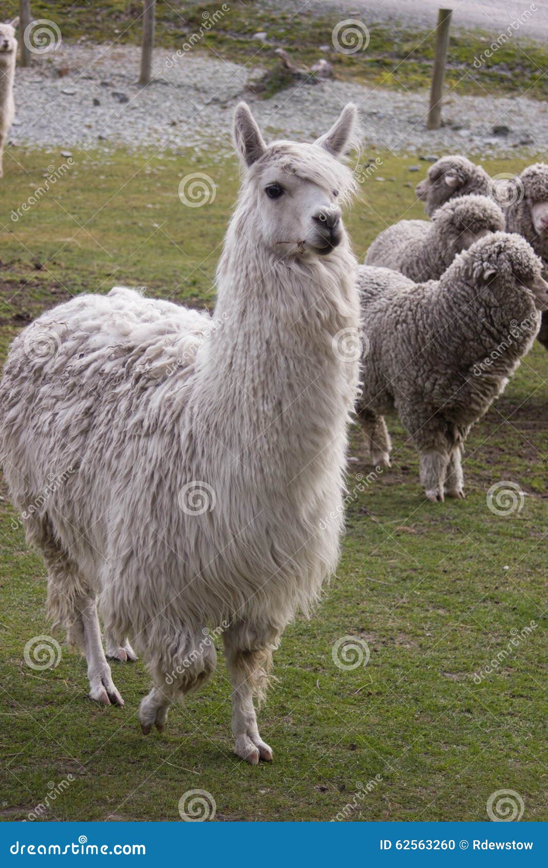Alpaca with Other Sheep in Background Stock Photo - Image of sheep ...