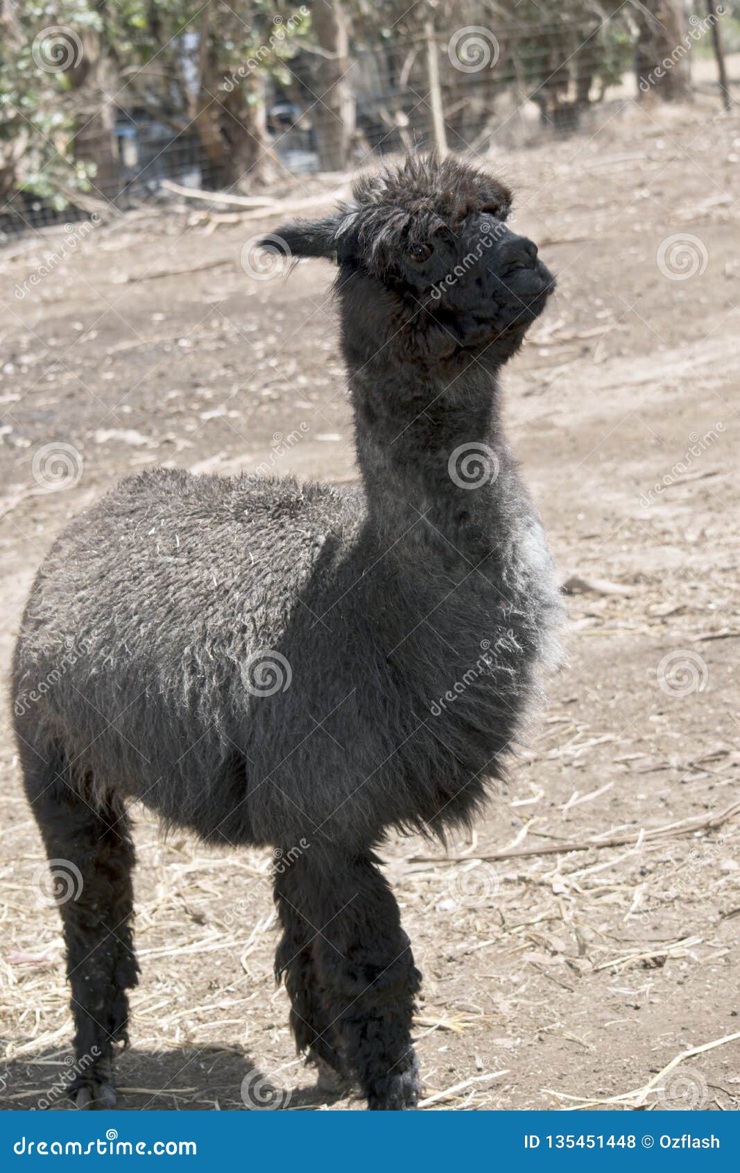 Alpaca in a paddock stock photo. Image of nature, wool - 135451448