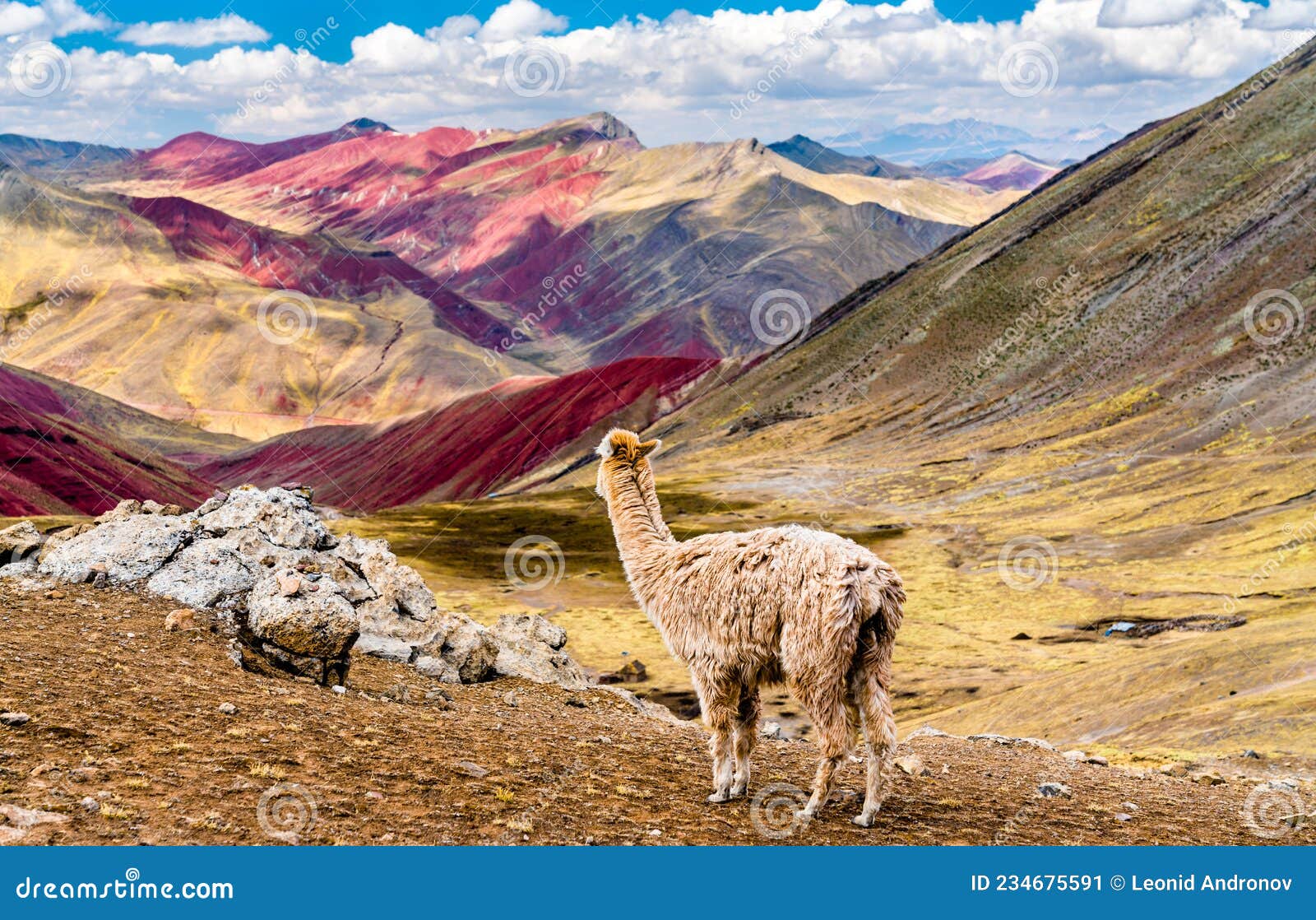 Alpaca at Palccoyo Rainbow Mountains in Peru Stock Image - Image of ...